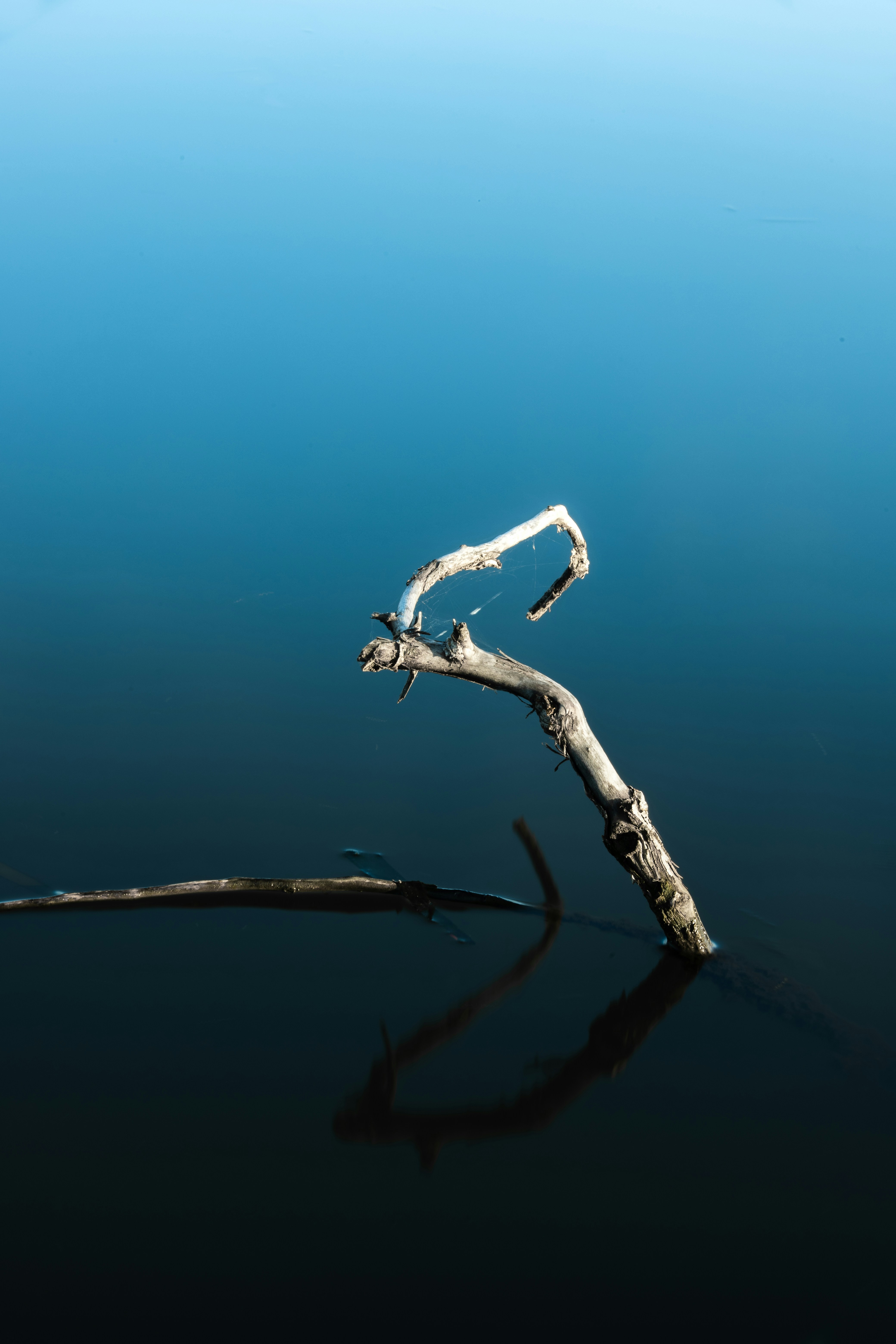A Bleached Branch Surfaces in Quiet Deep Blue