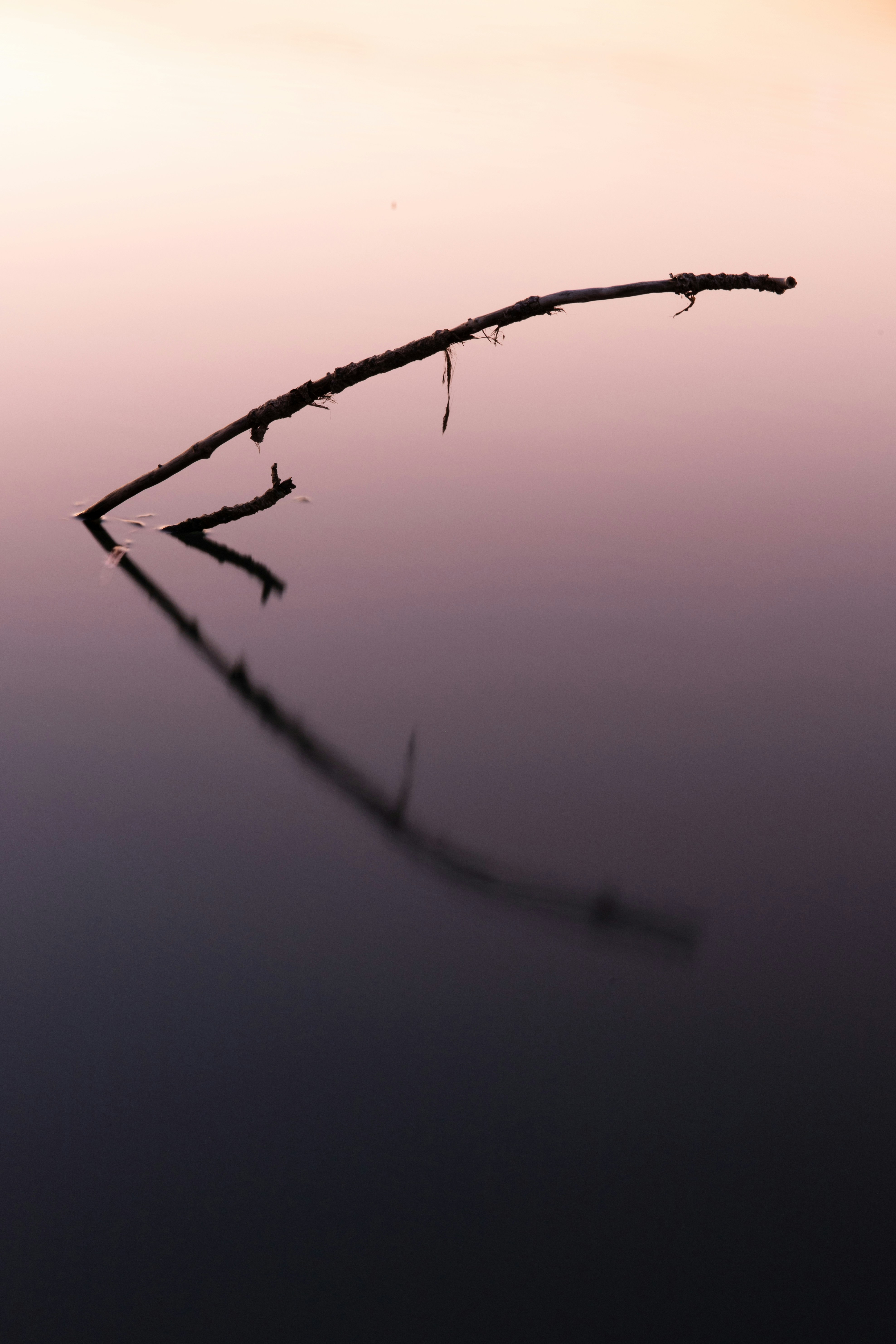 Floating Ember: A Silhouette of a Branch Across Gradient Waters
