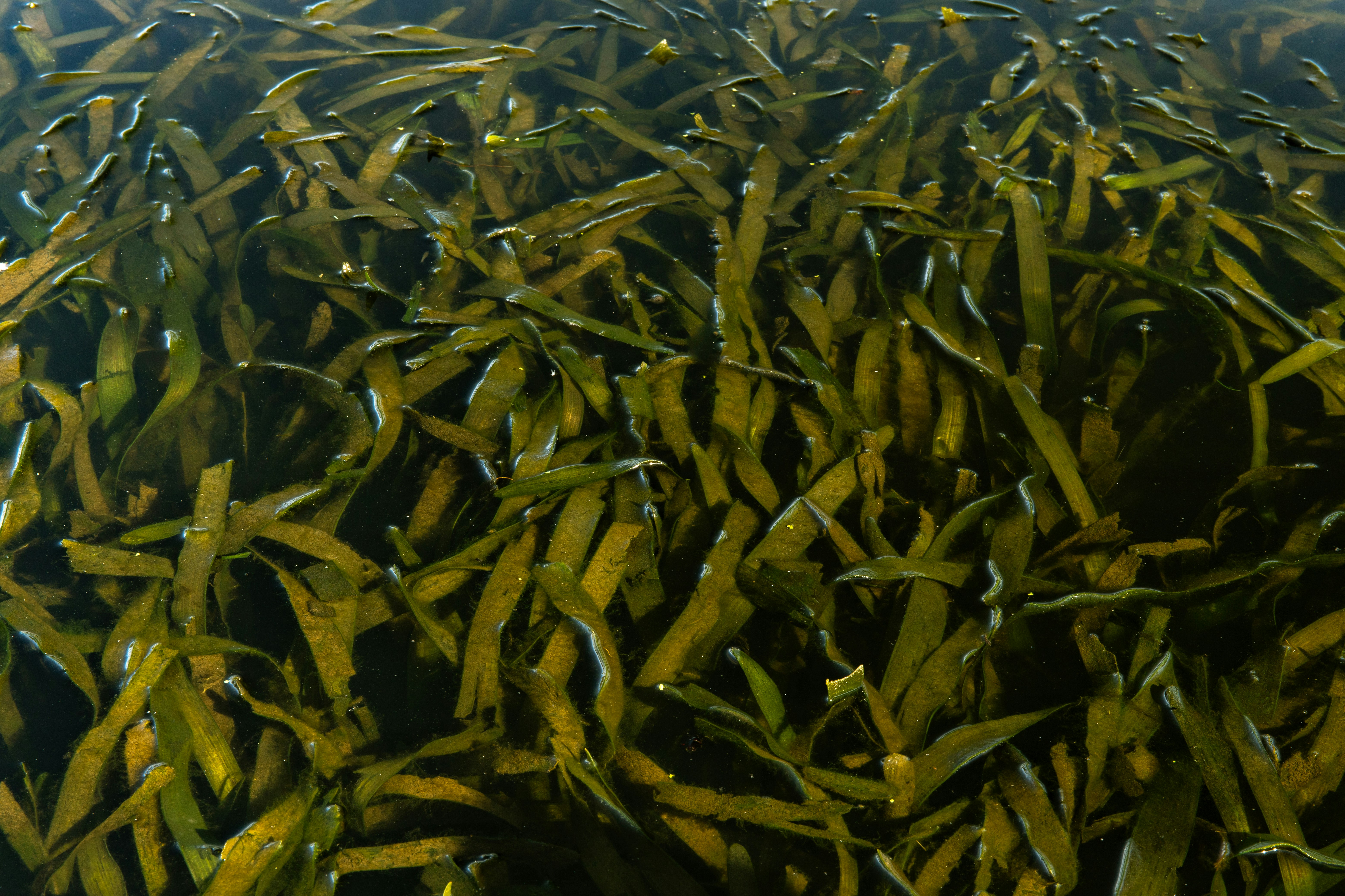 Undulating Seagrass Carpet in Quiet Ocean Waters