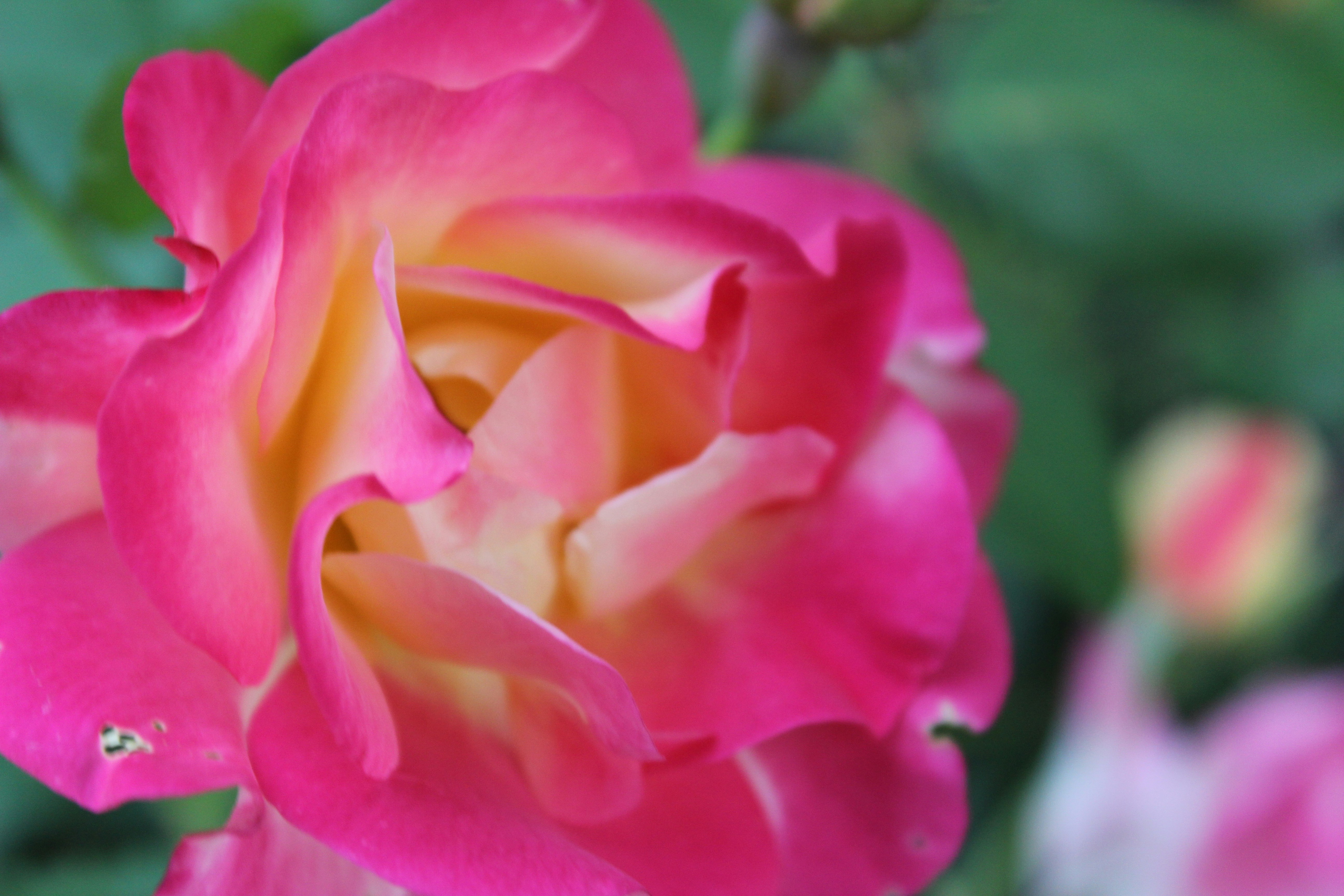 Dawn Rudd (@therisingsun) | Unsplashフォトコミュニティ