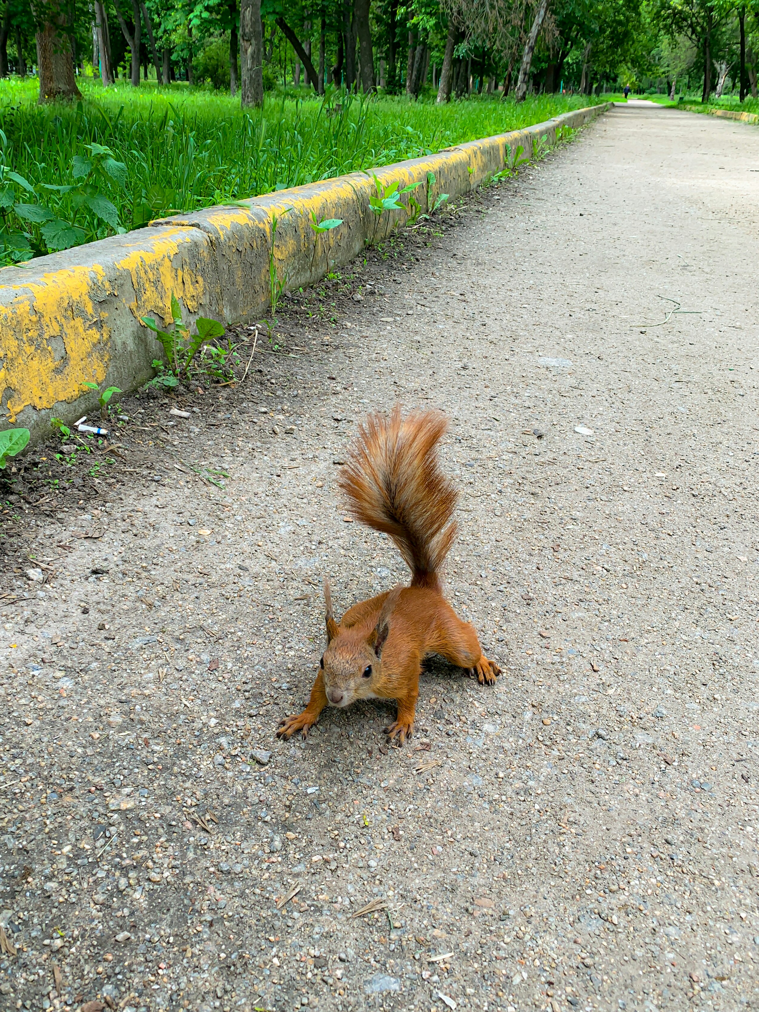 Quarter-crest Squirrel Pause on a Park Path
