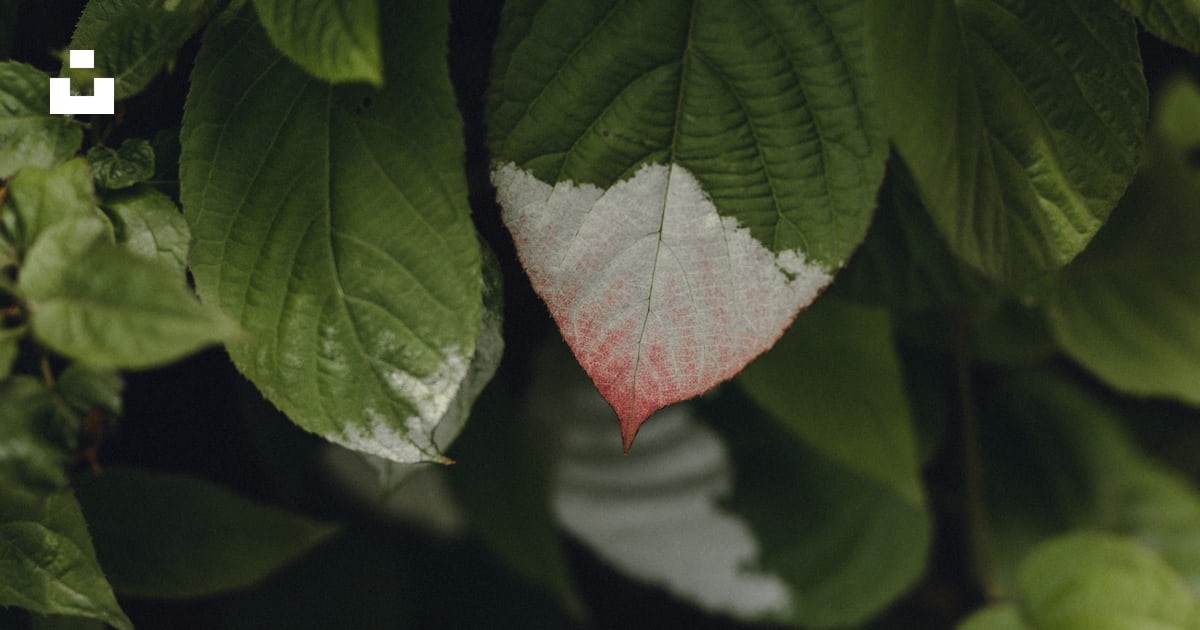 Planta De Hoja Roja Y Verde Foto Imagen De Hoja Gratuita En Unsplash