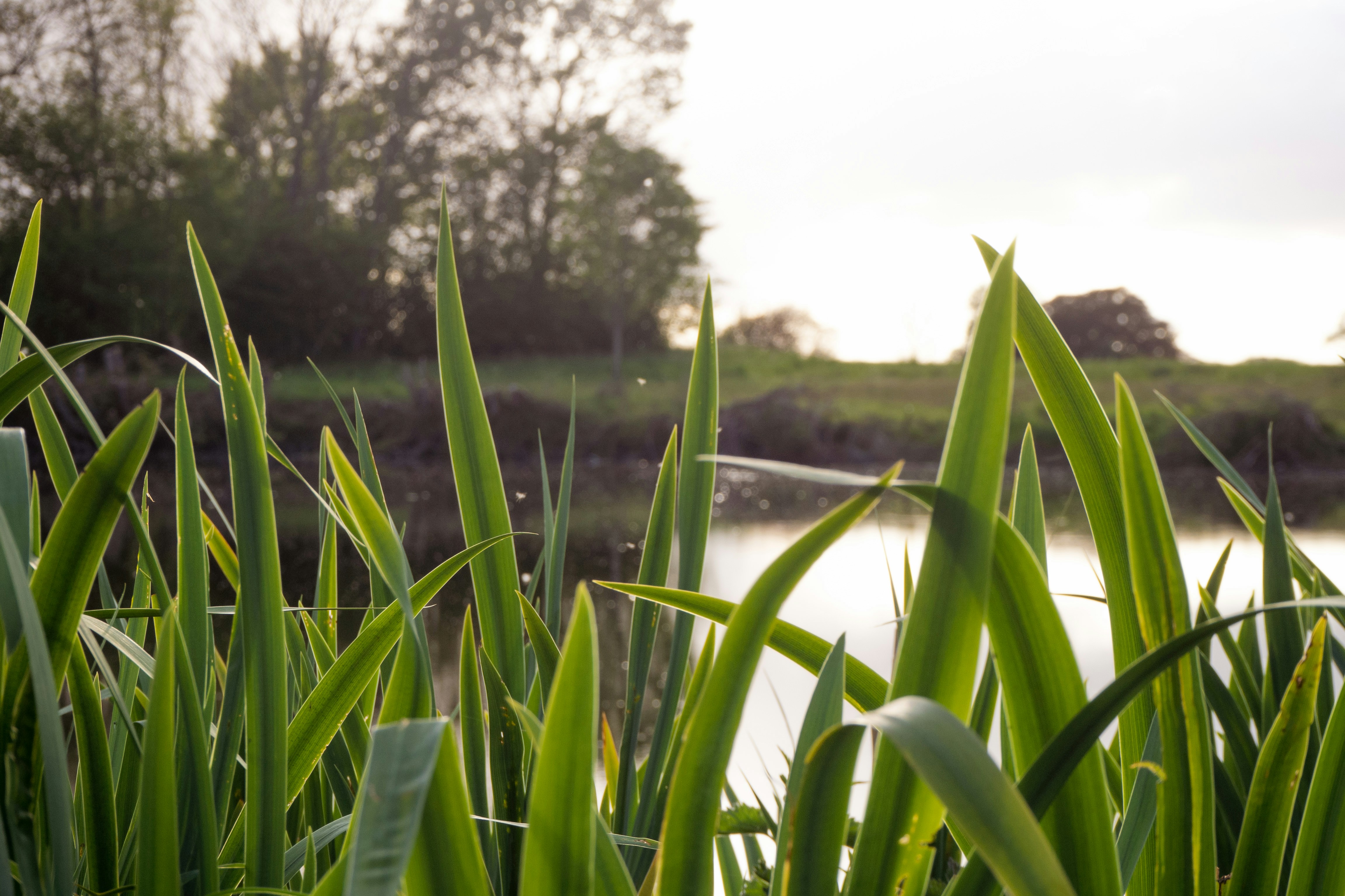 Lush green grass blades frame a tranquil river scene under a soft, cloudy sky. The delicate interplay of light and shadow enhances the serene atmosphere.