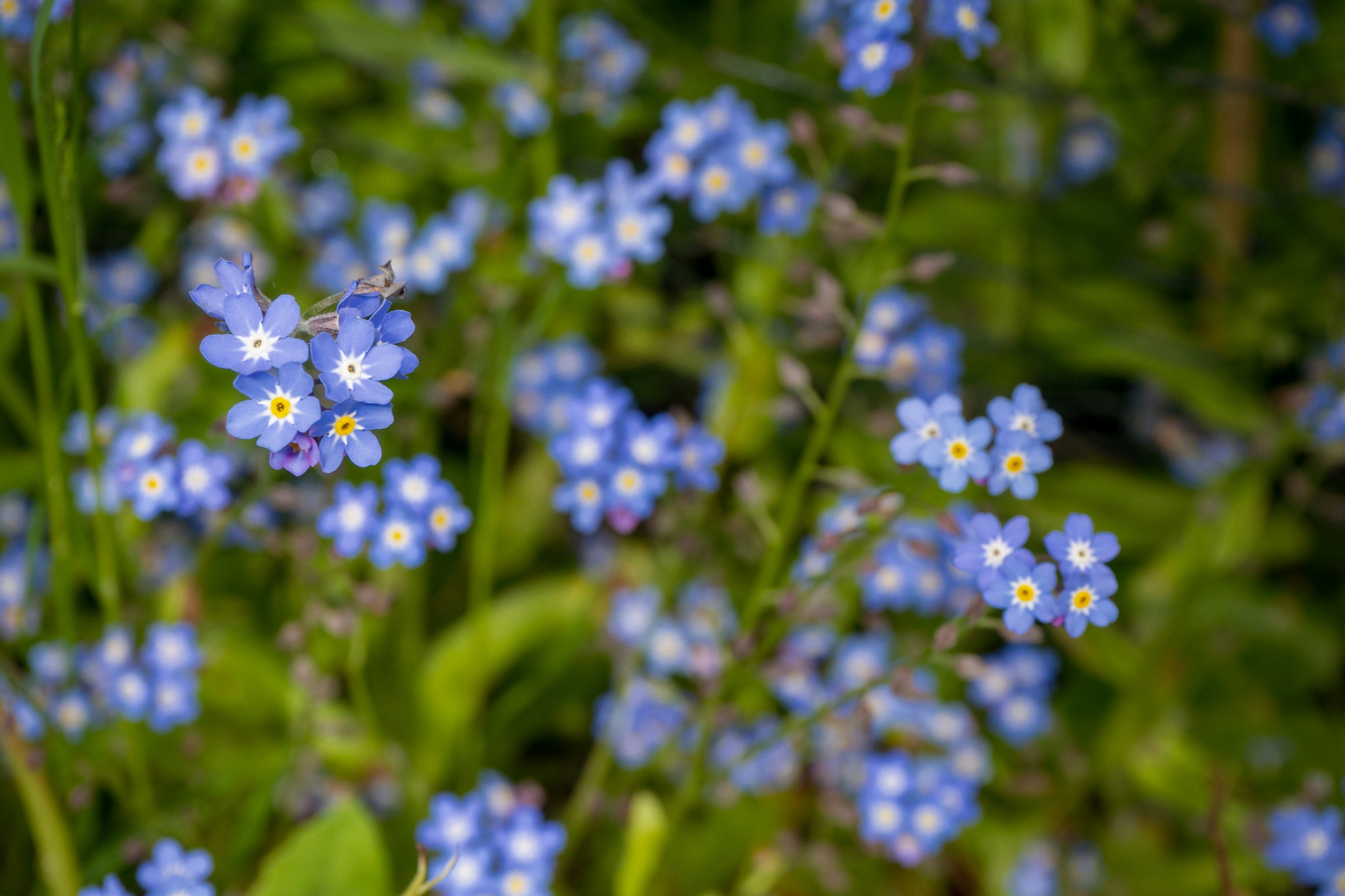 Delicate clusters of blue forget-me-nots bloom amidst lush green foliage, showcasing the beauty of nature's palette.