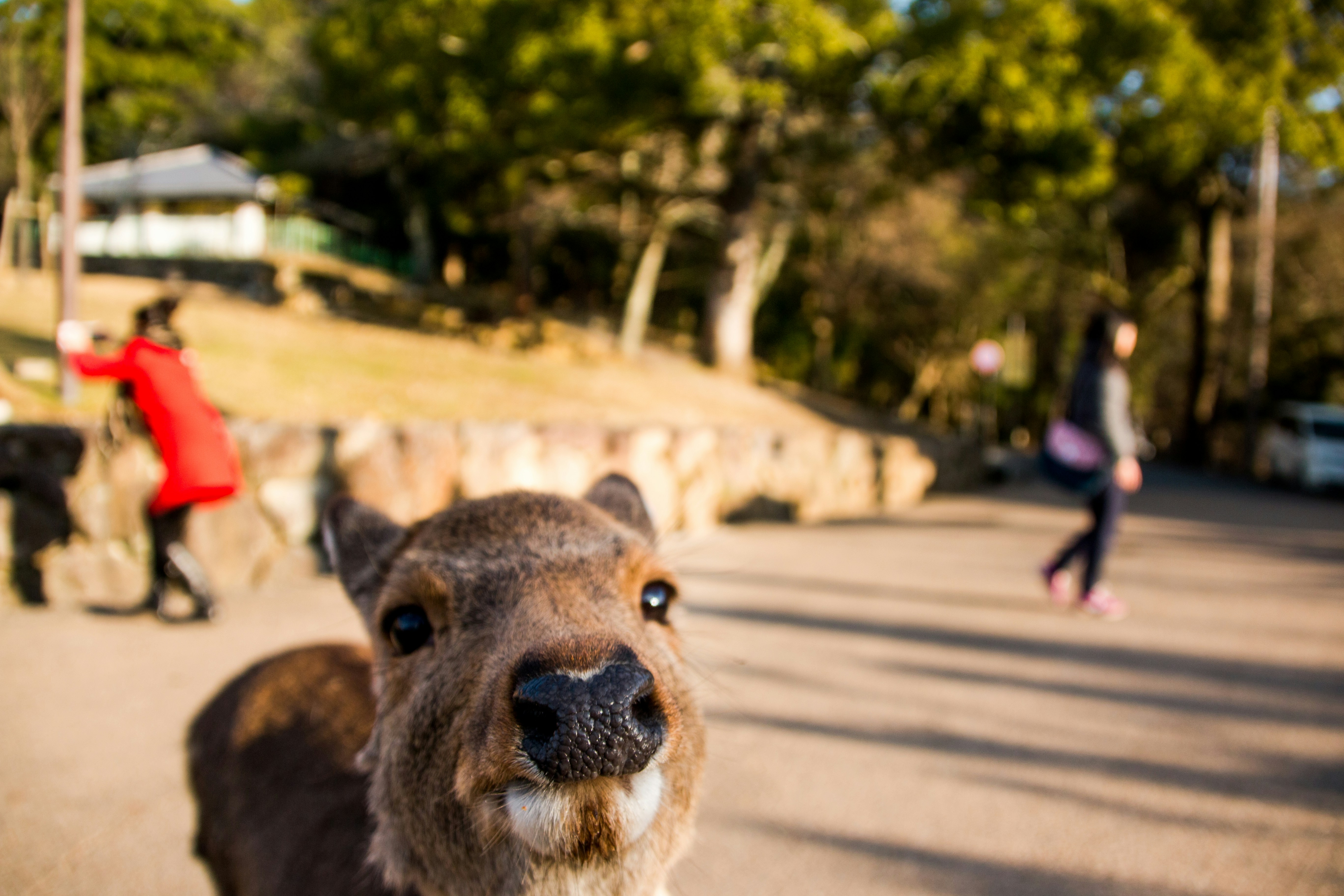 The Curious Paws: A Far-Forward Portrait in a Park Scene
