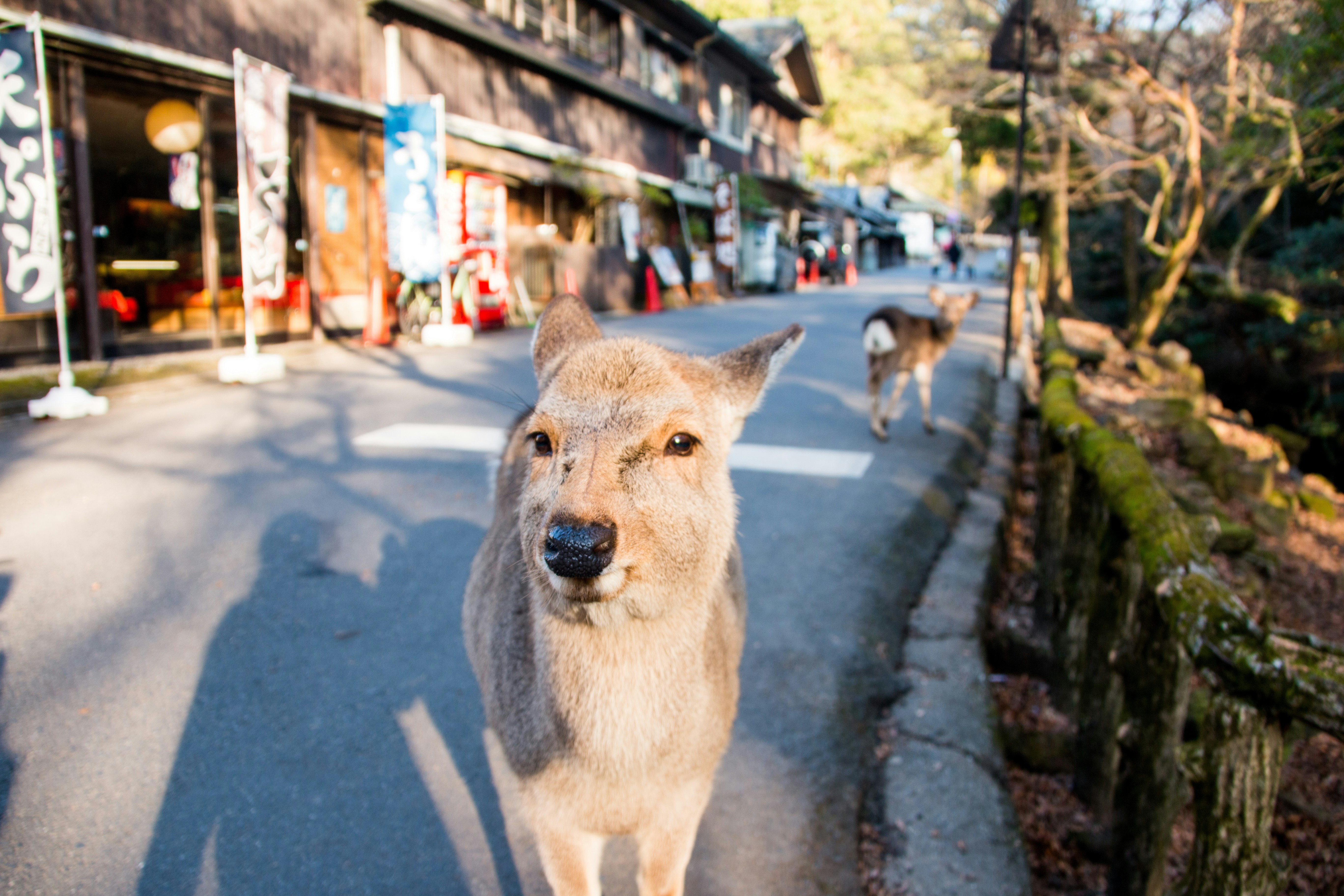 Curious Street Dog in a Sunlit Japanese Lane