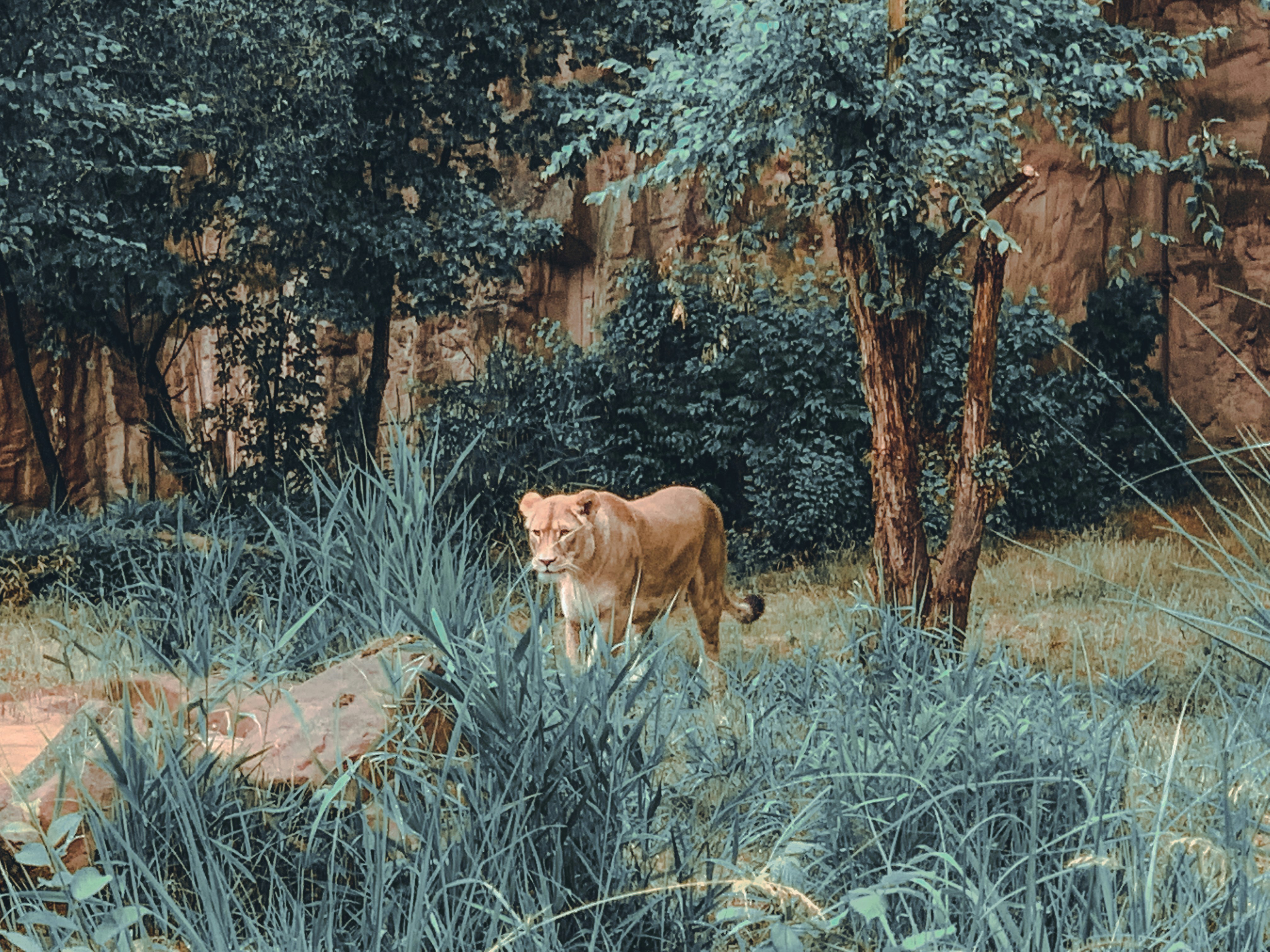 brown lioness on green grass during daytime