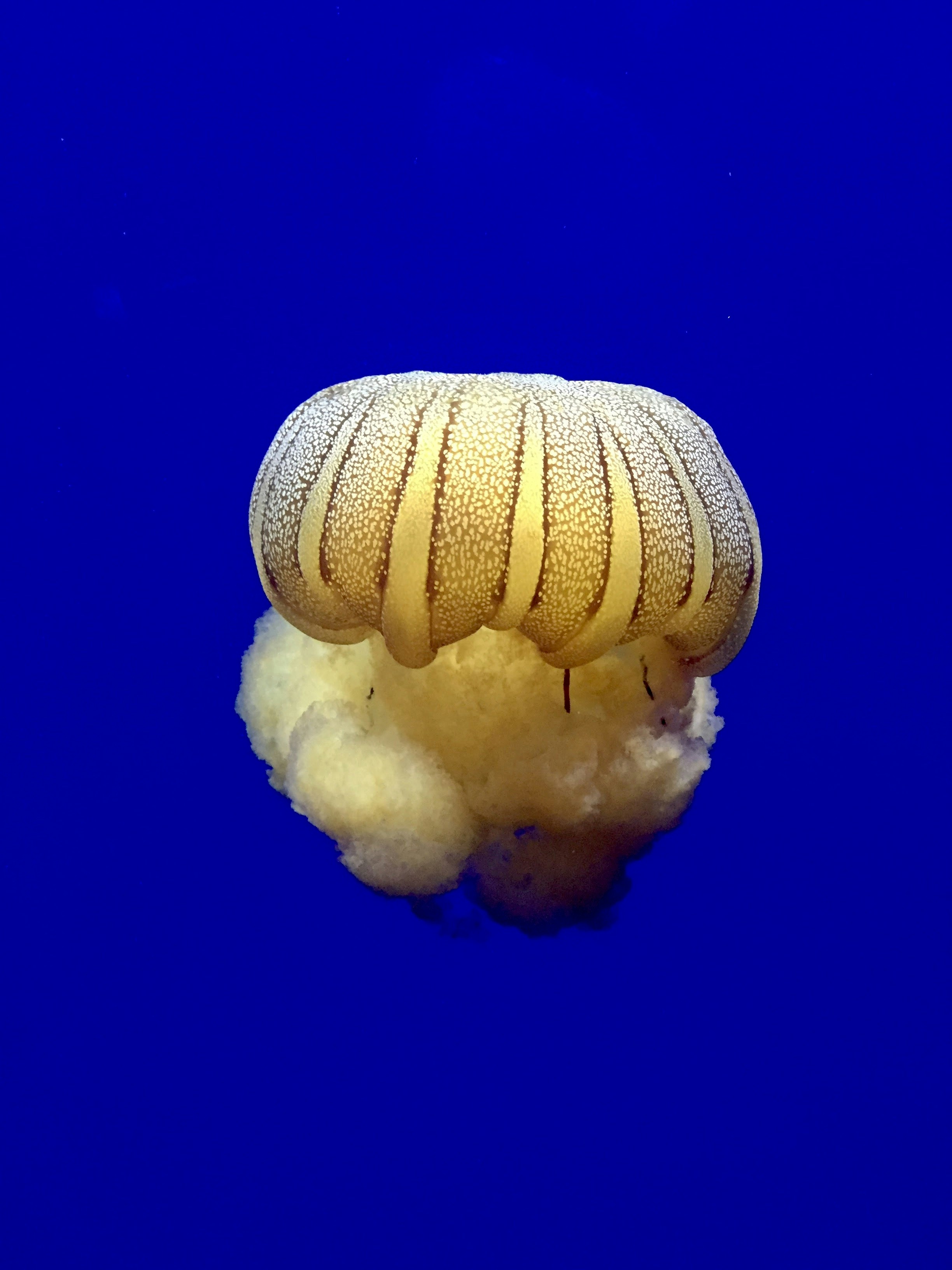 Jellyfish photo shot on Apple iPhone 6