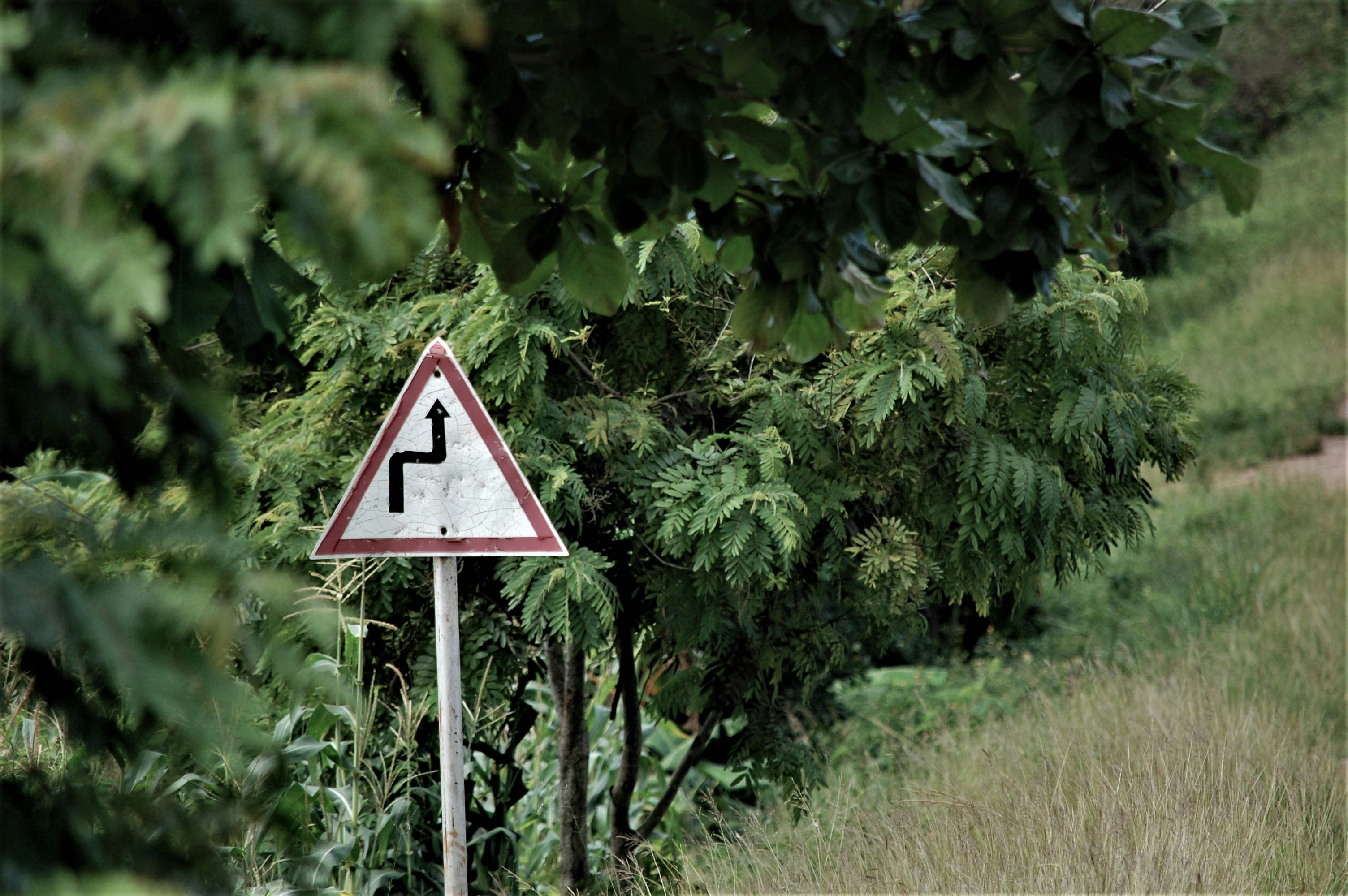 Red and white road sign near green tree during daytime photo – Free ...