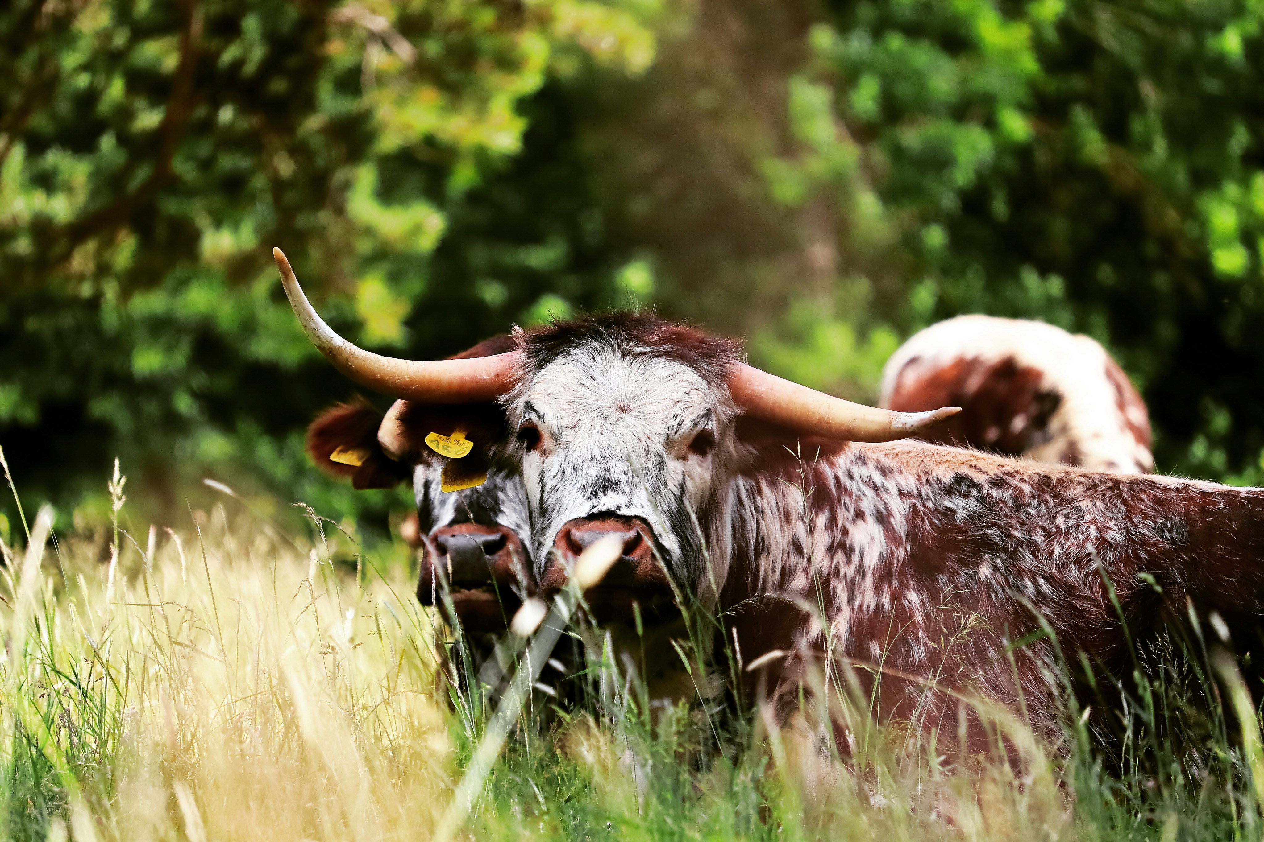 Longhorn bull standing amid tall grass with trees in the background.