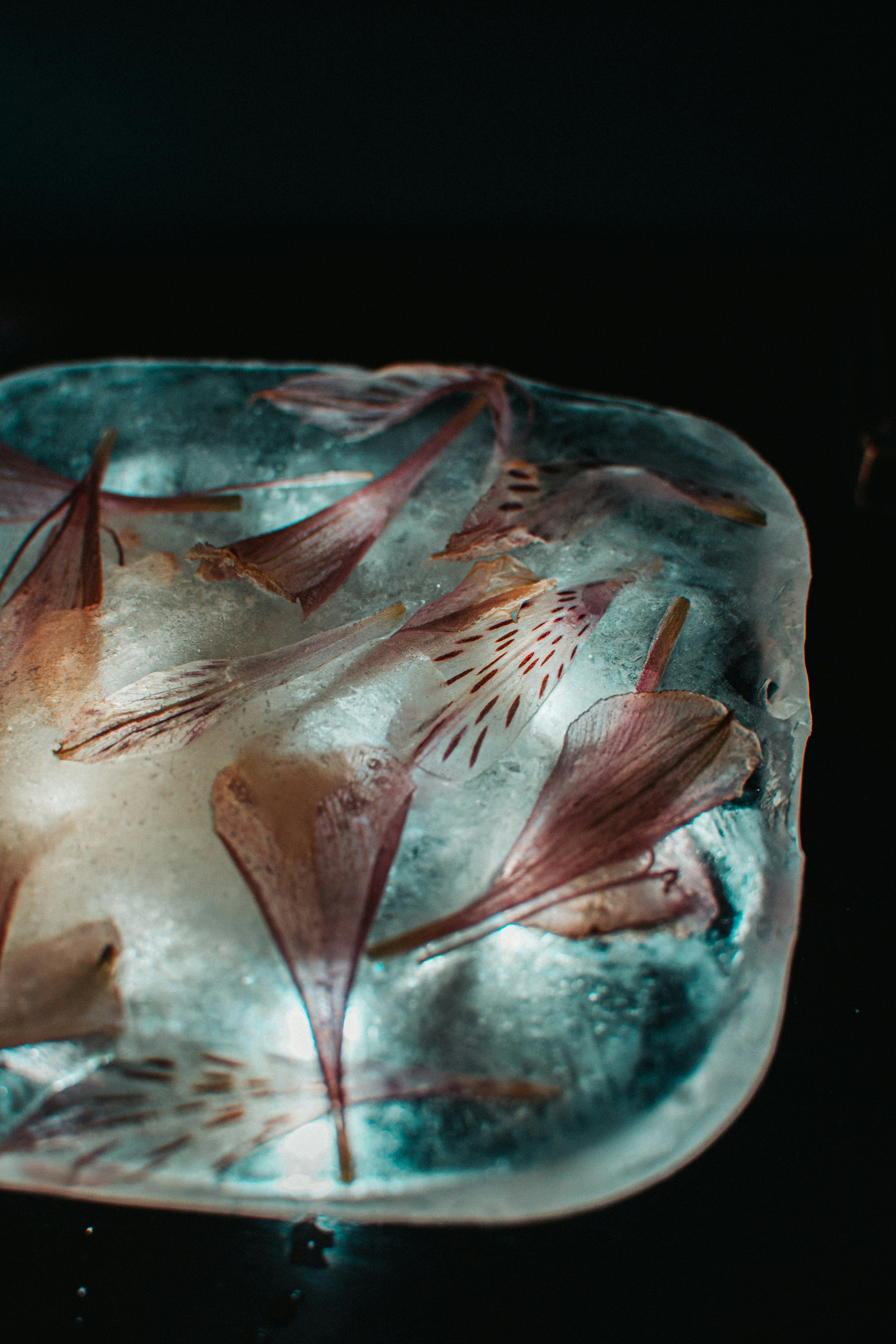 Icy Petals: A Frosted Slice Surfaces Under Quiet Midnight