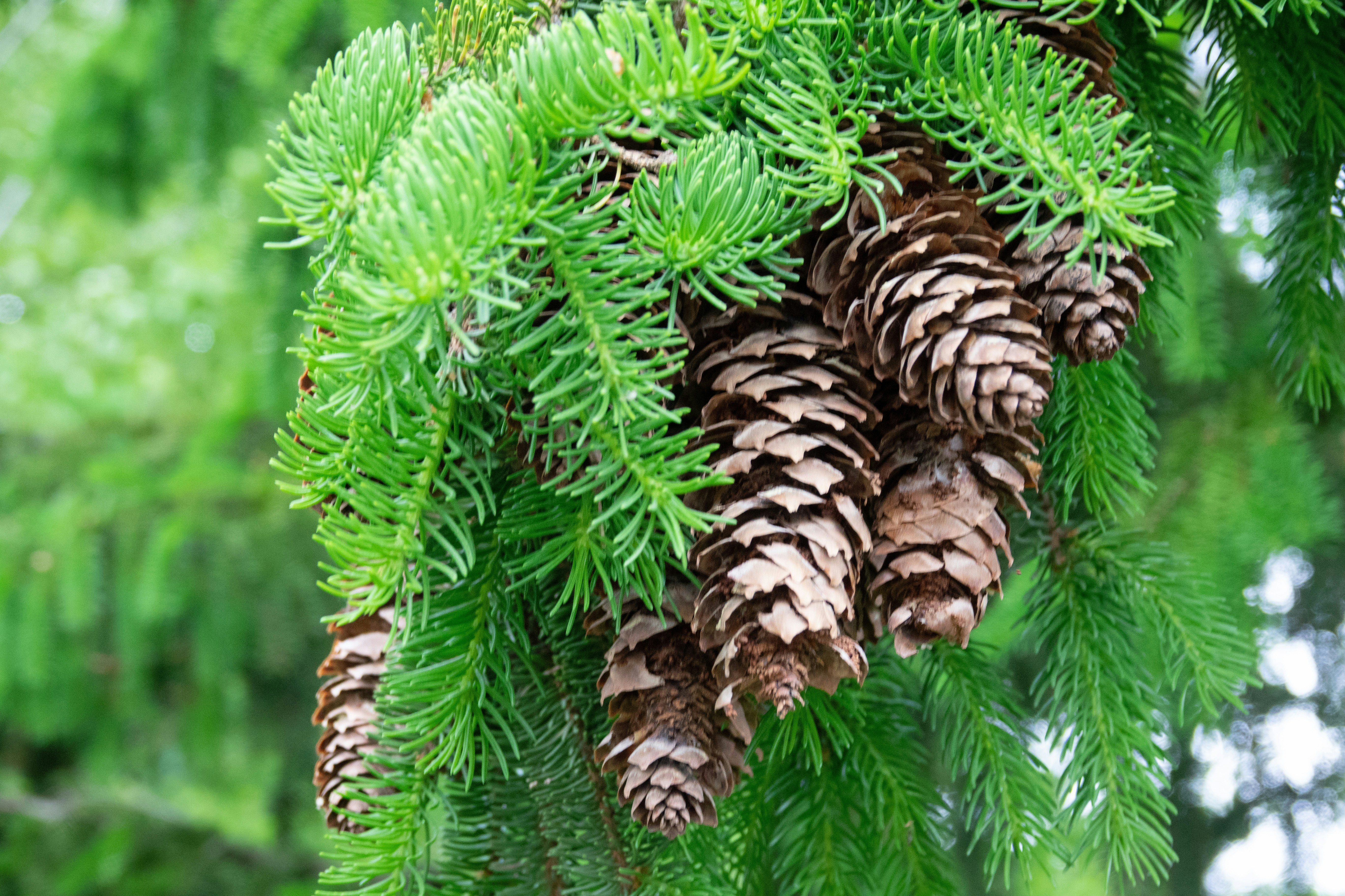 Cones | green pine cone on green plant