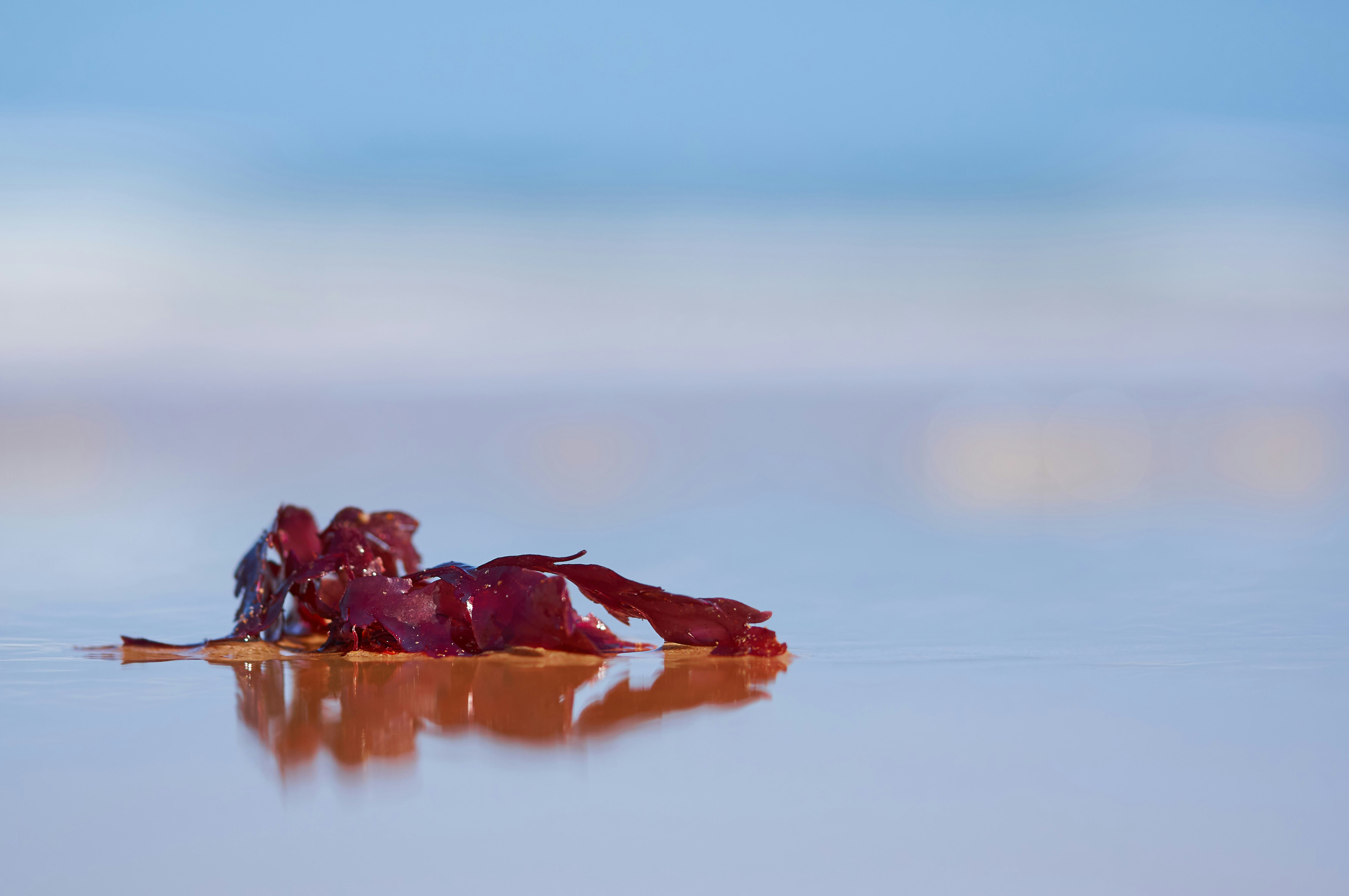 Bright red seaweed resting on a glistening beach, reflecting the serene blue hues of the ocean in the background.