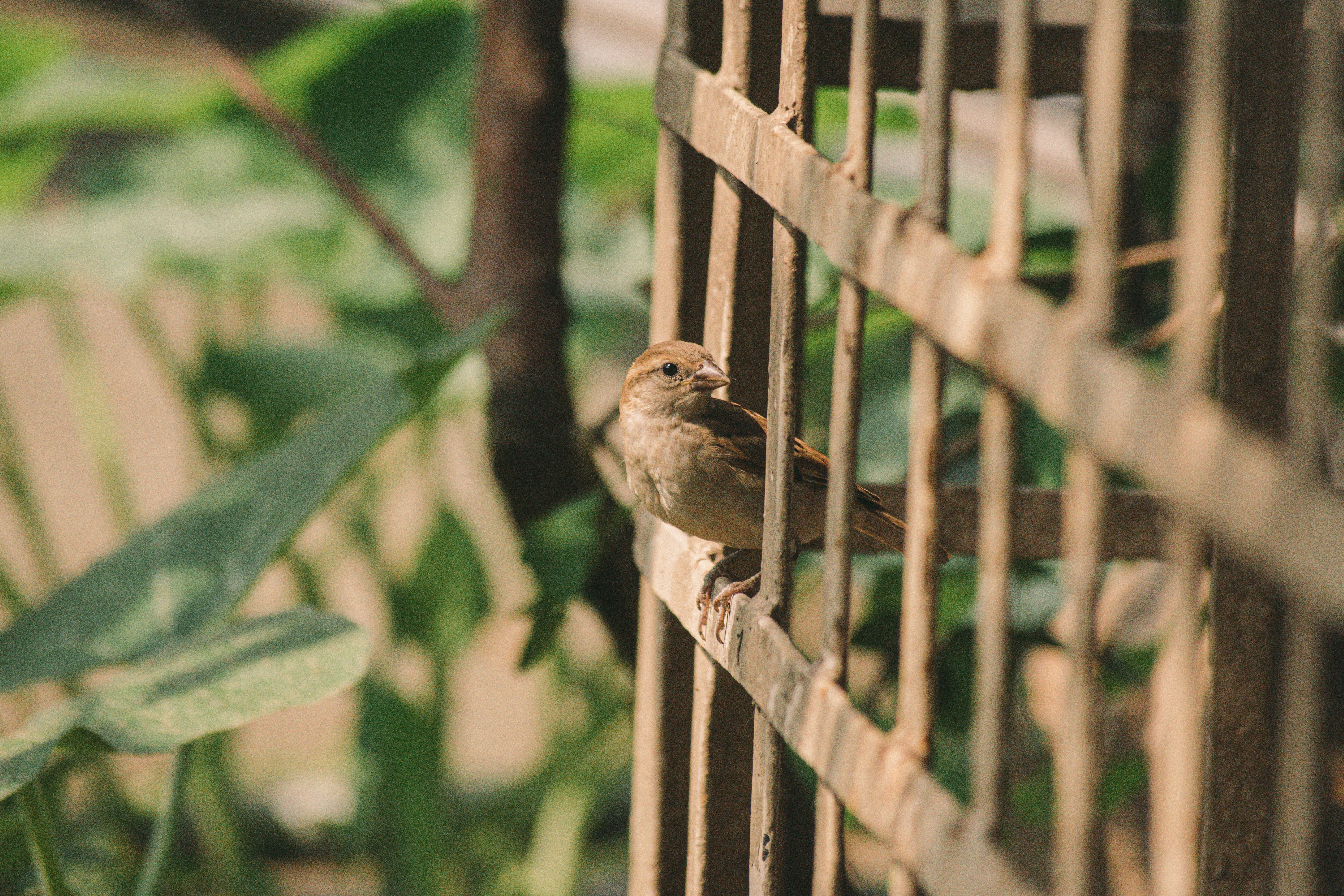 A sparrow rests on a wooden lattice, surrounded by lush greenery. The intricate details of the lattice contrast with the soft feathers of the bird.