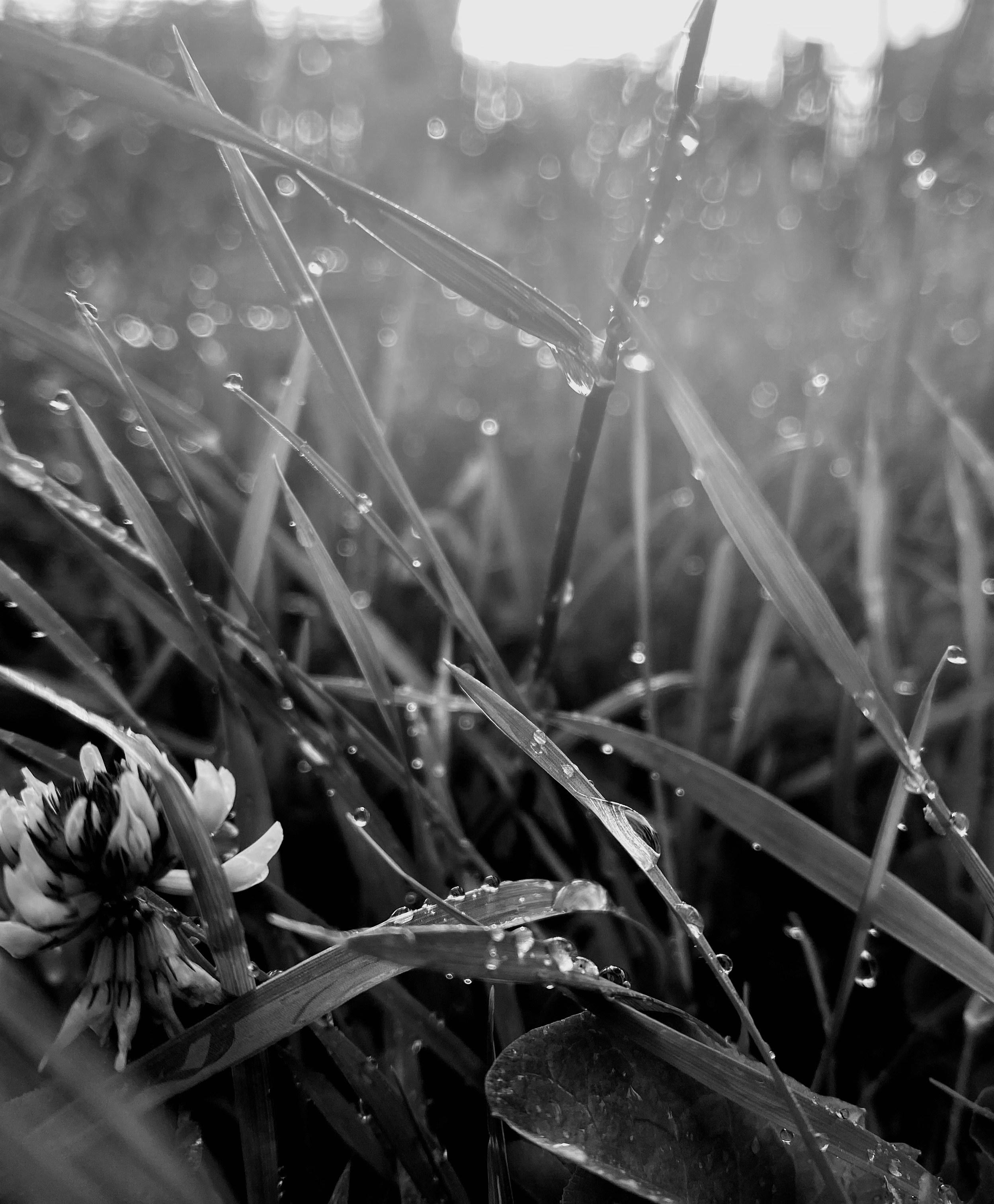 grayscale photo of flower in bloom