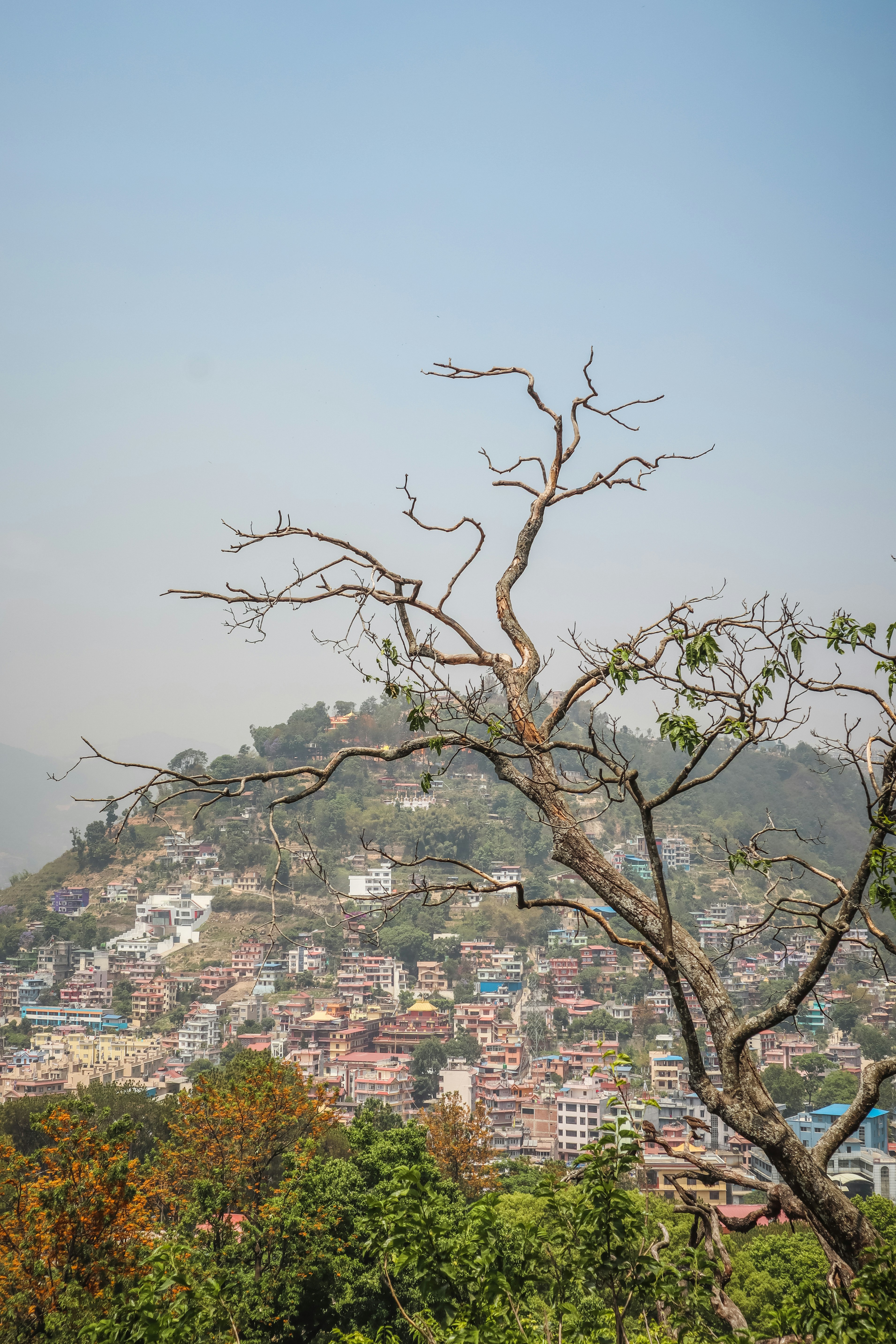 bare tree near city buildings during daytime