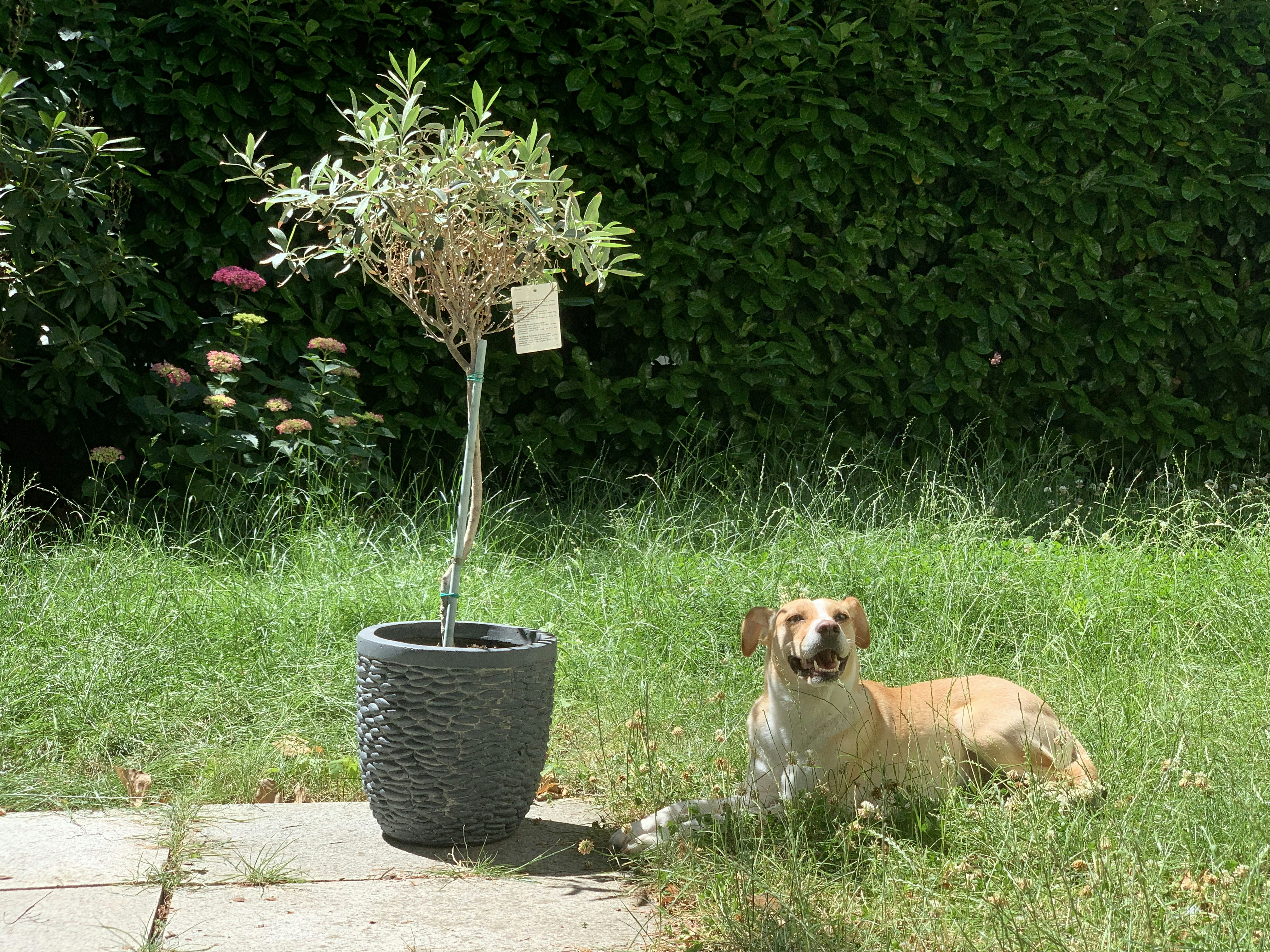 Beagle by the Olive Tree: A Sunny Garden Moment