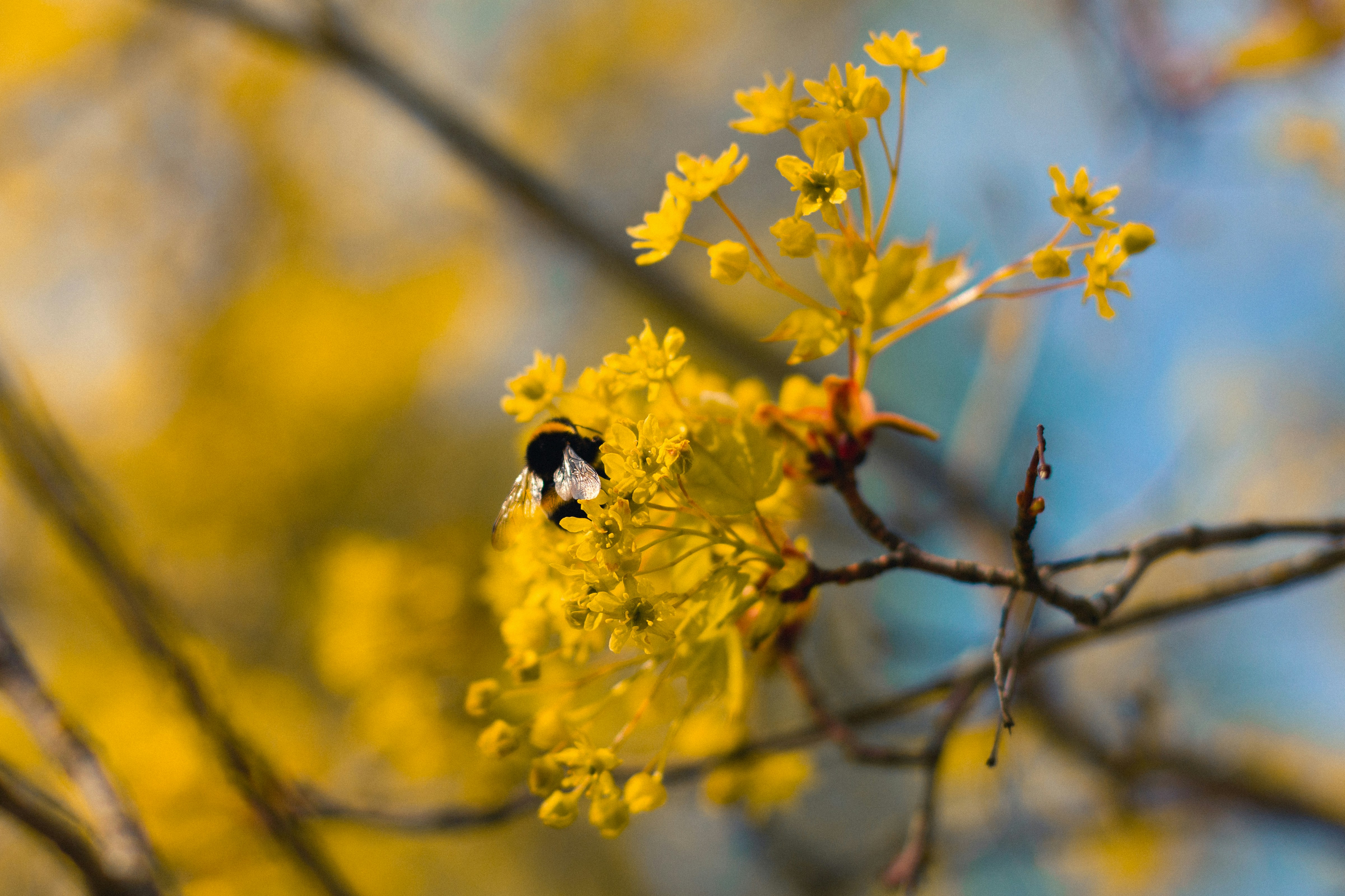 Bee Beneath Forsythia: A Micro Moment of Spring Color
