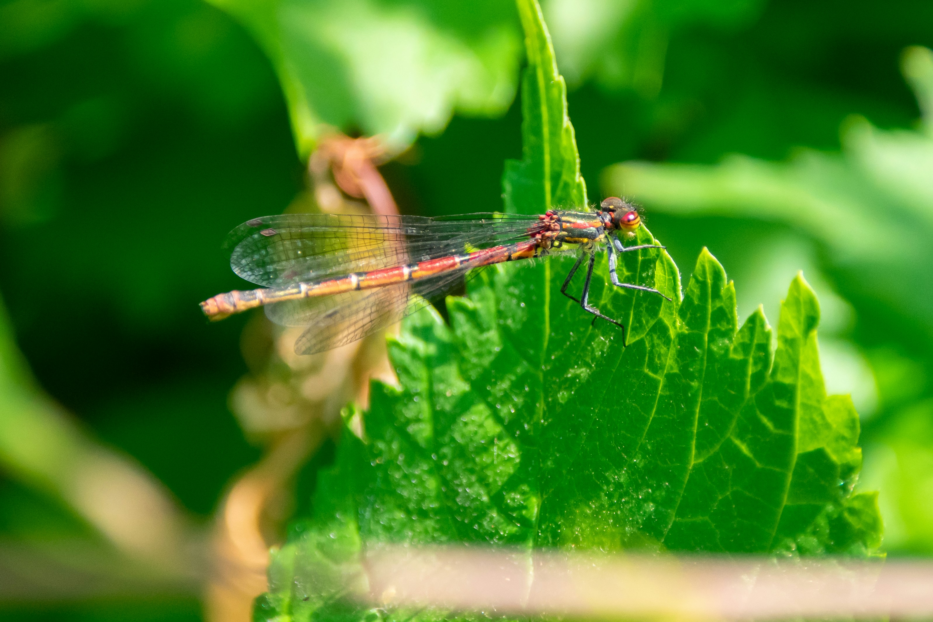 Une libellule rouge assise au sommet d’une feuille verte photo – Photo ...
