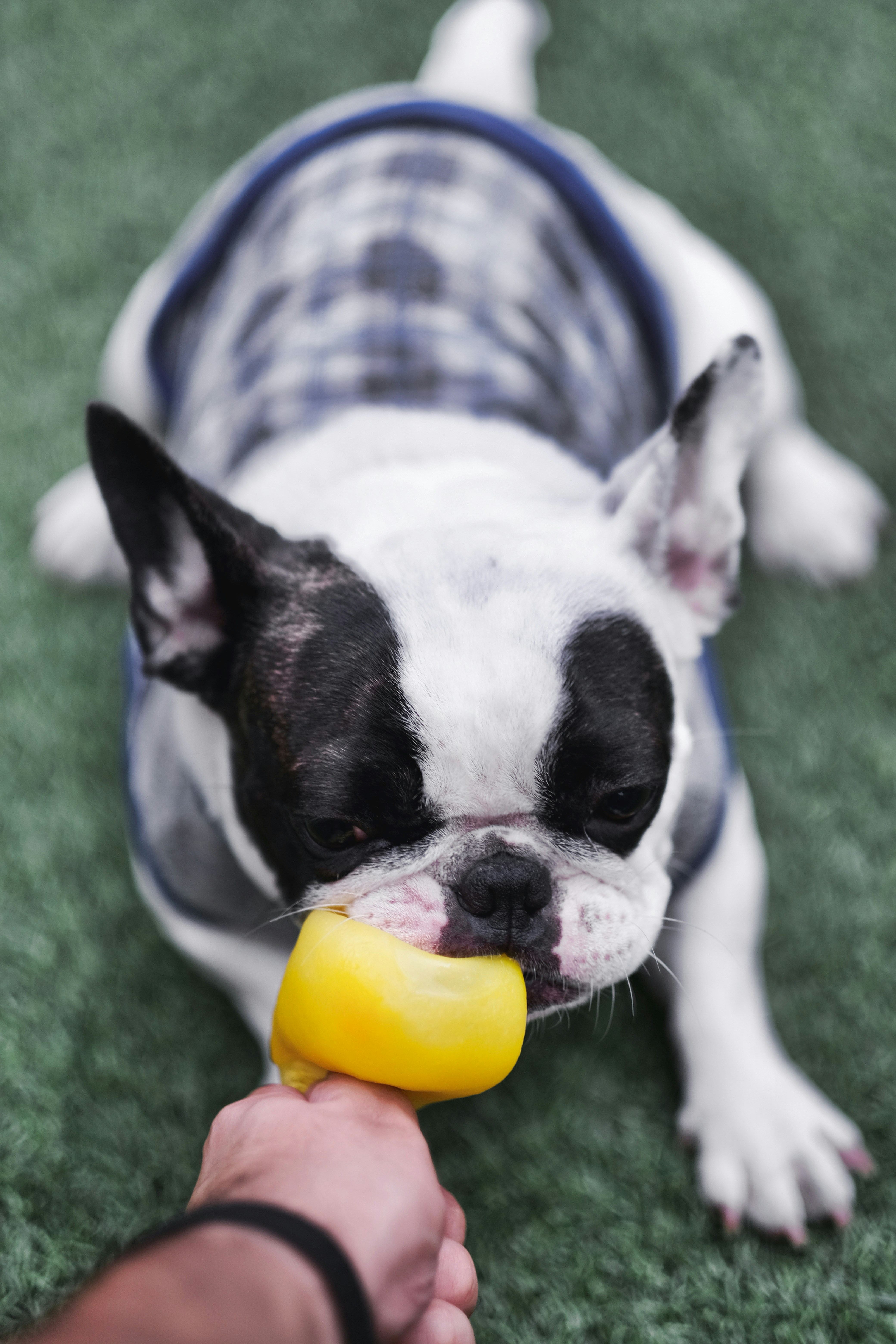The Tug of Yellow: A Bulldog’s Cheery Tug-of-Wun