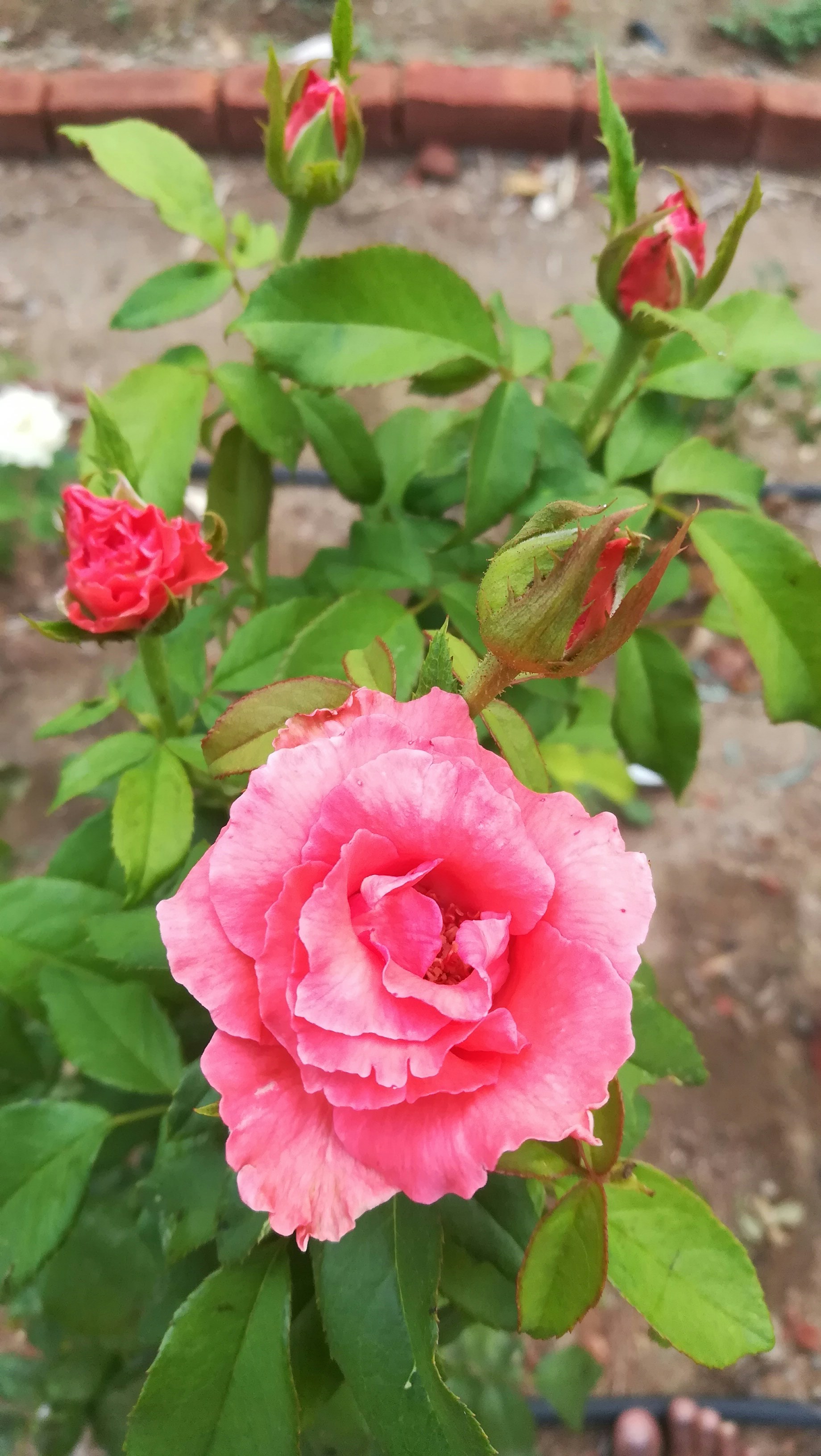 pink flower with green leaves