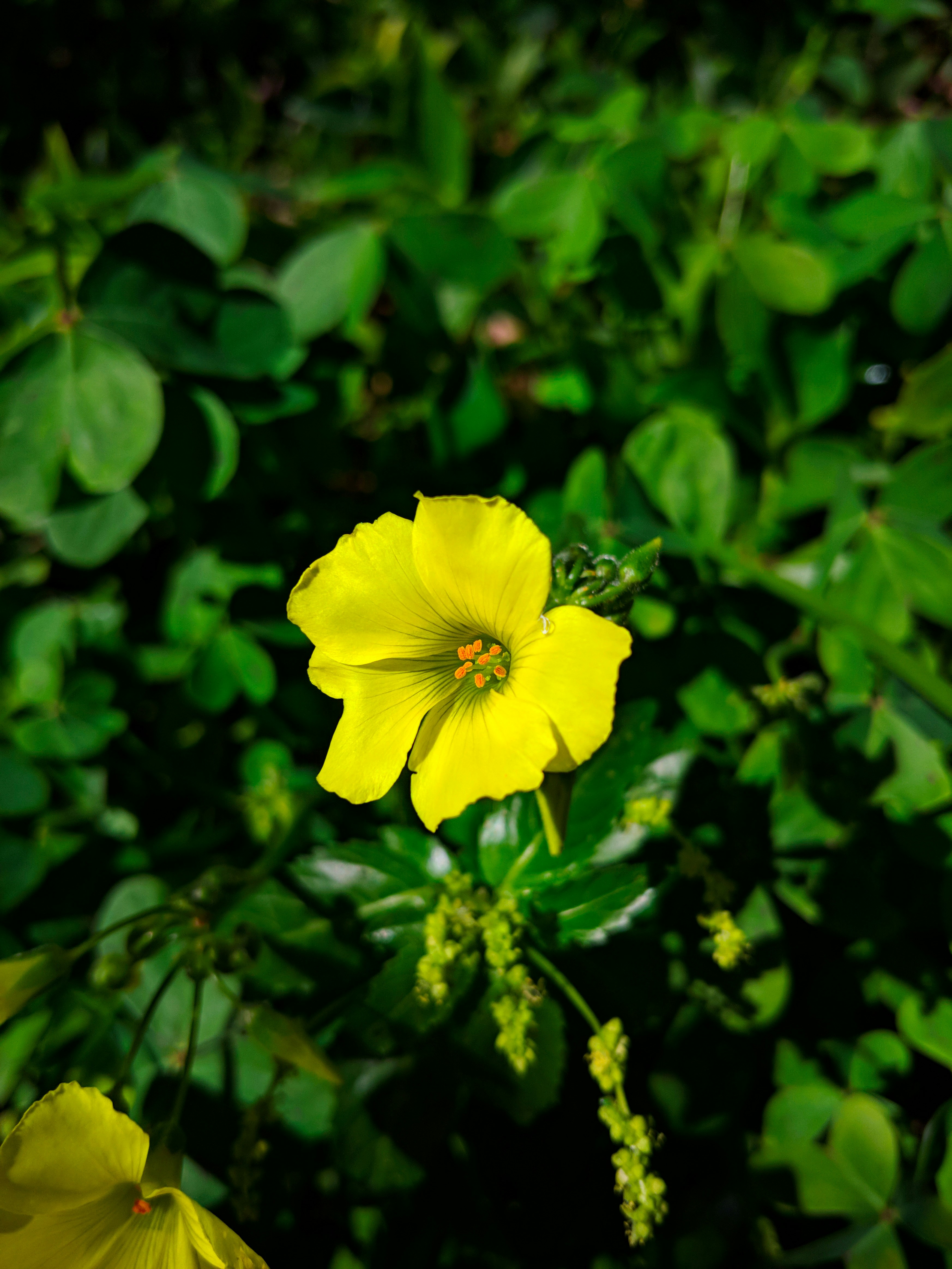 Close-up photograph of a bright yellow hibiscus amid lush green leaves, with shallow depth of field creating a soft background blur.