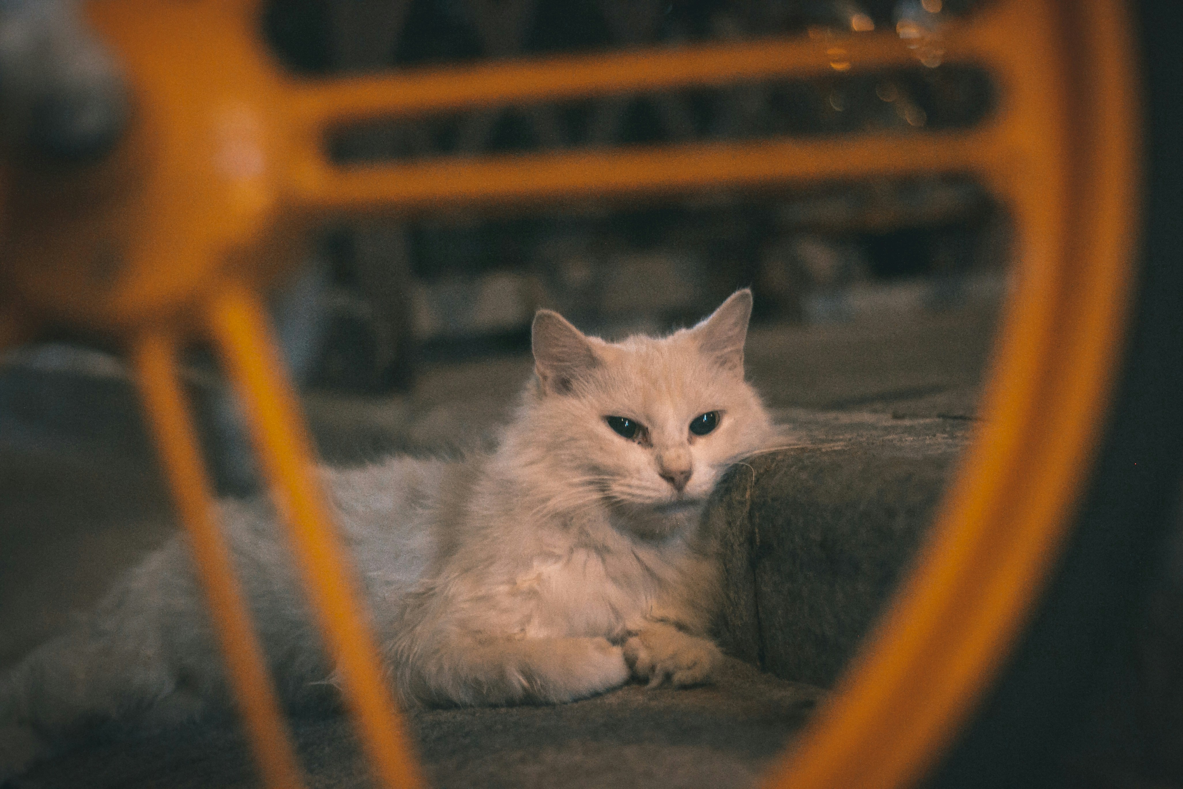 Behind the Orange Rim: A Cream Cat Resting in Quiet Light