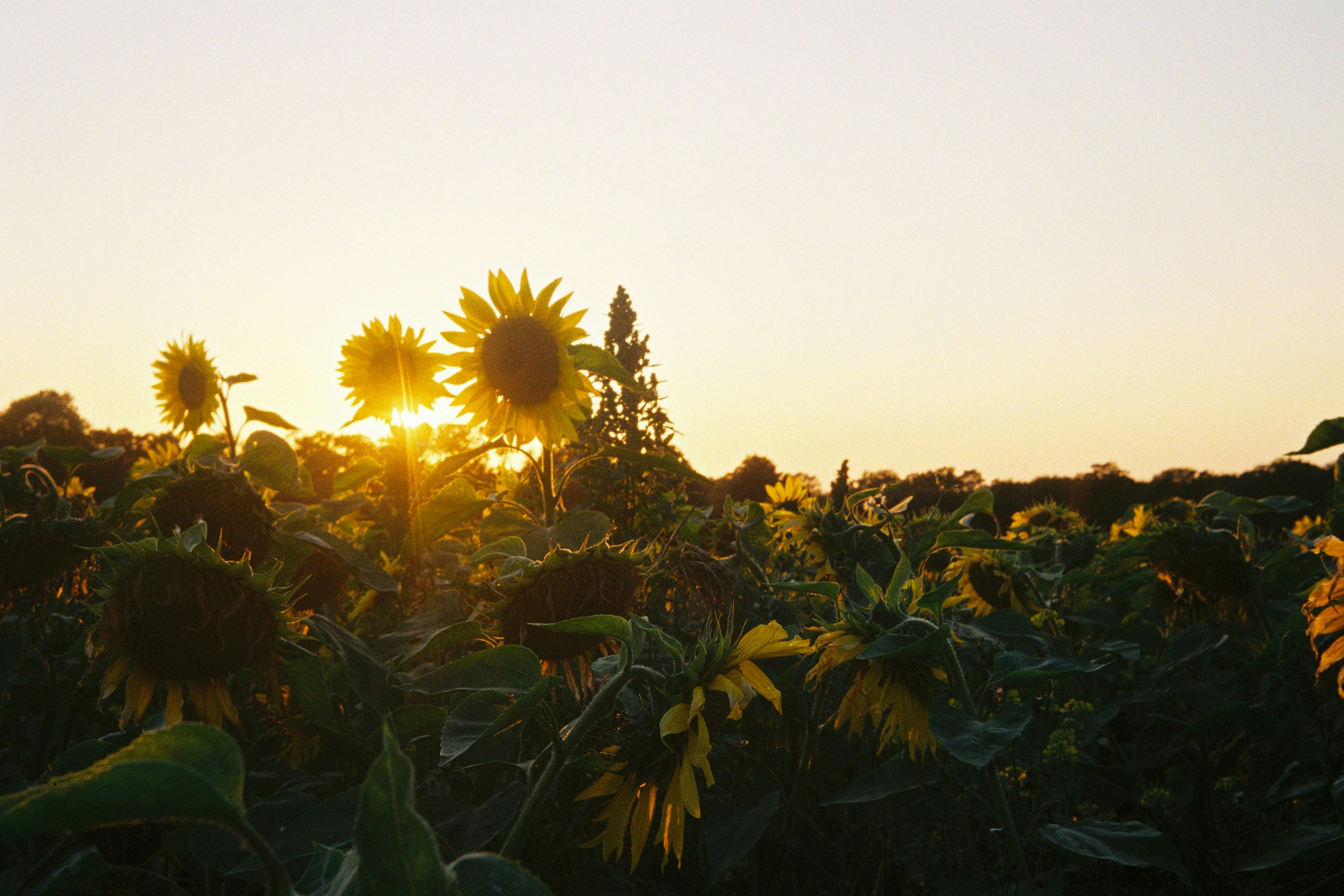 Sunflowers silhouetted against a vibrant sunset, creating a warm and inviting atmosphere in a blooming field.