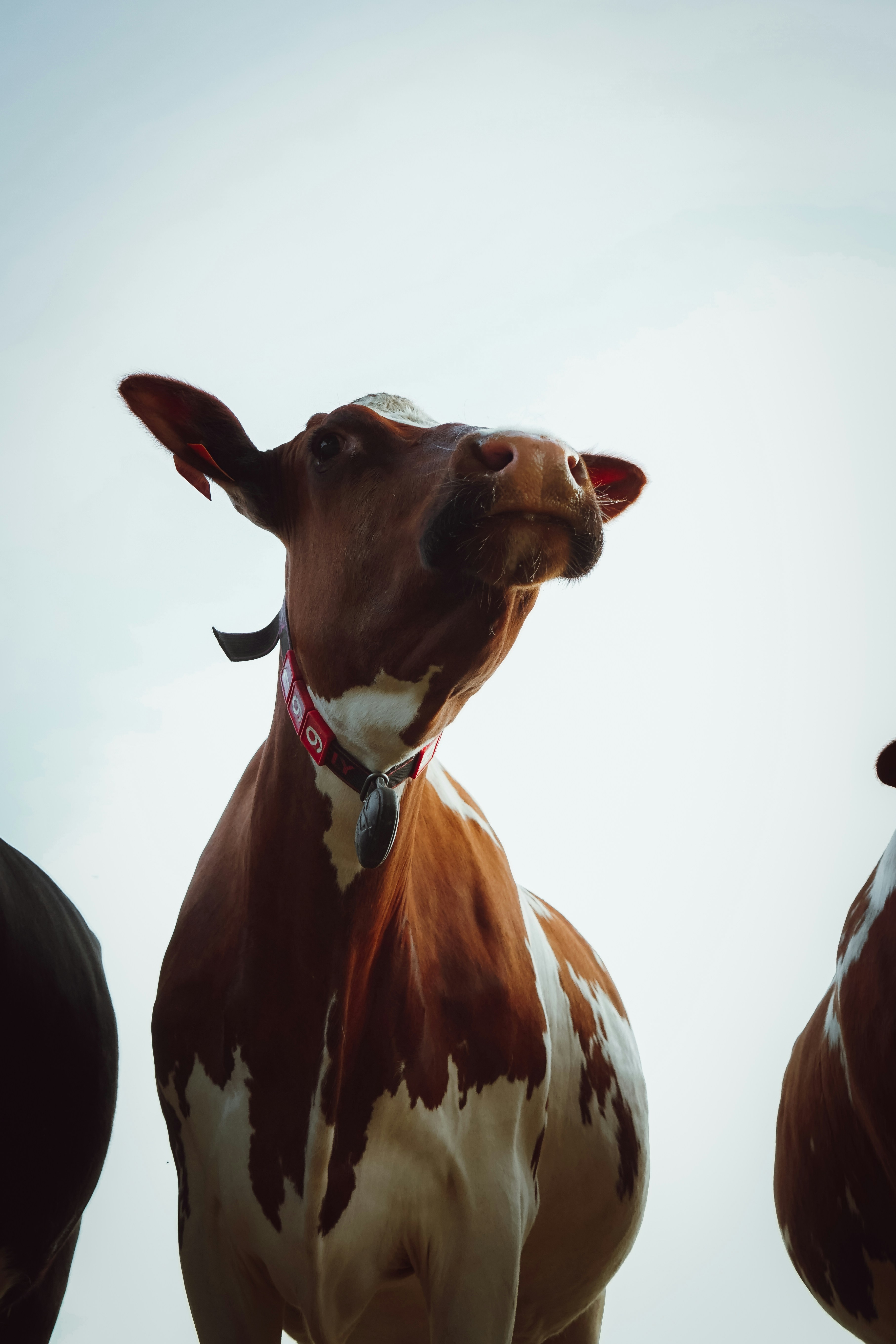 Foto Vaca marrón y blanca con cuello azul – Imagen Vaca gratis en Unsplash