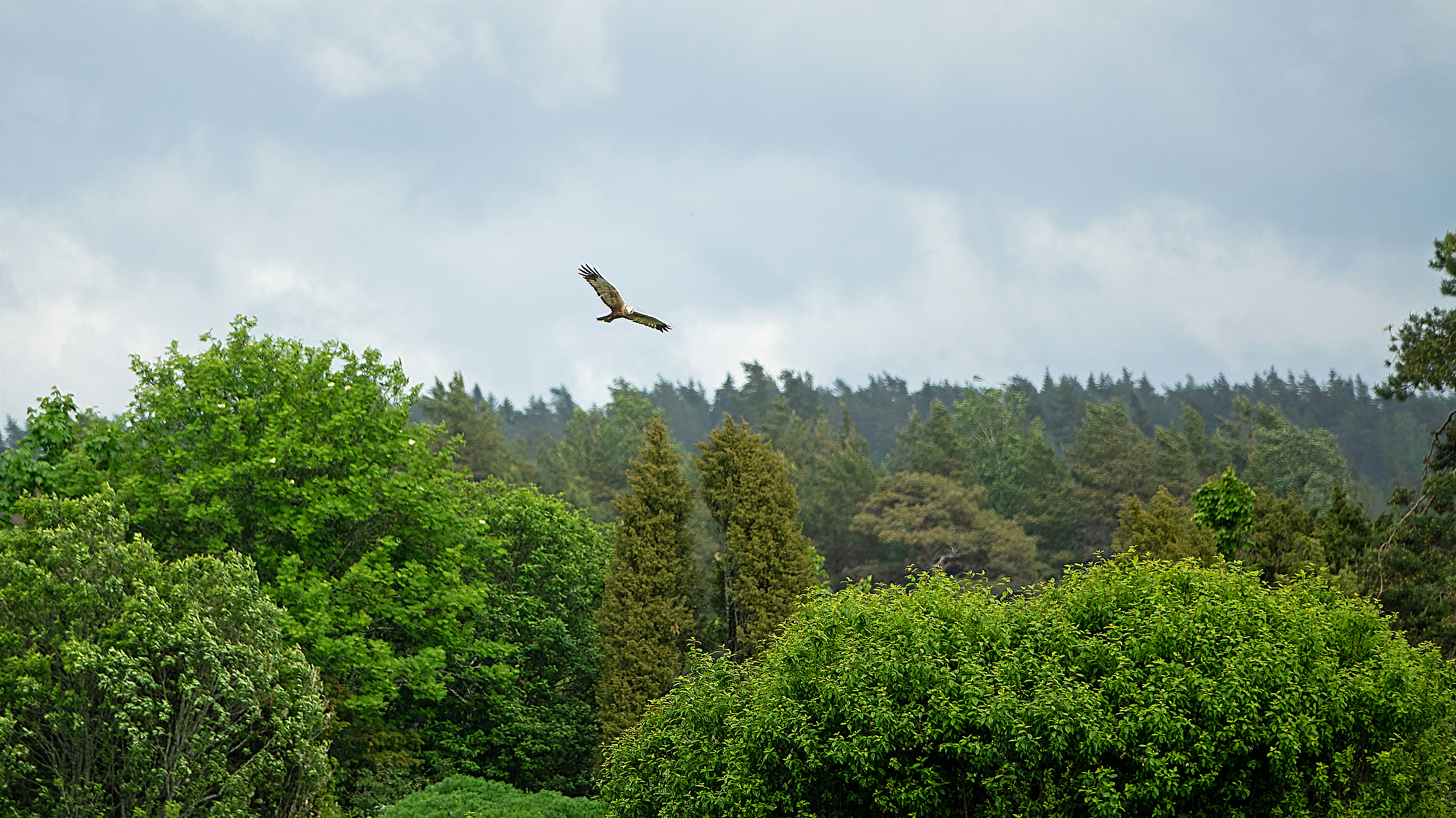 Winged silhouette over a sea of green