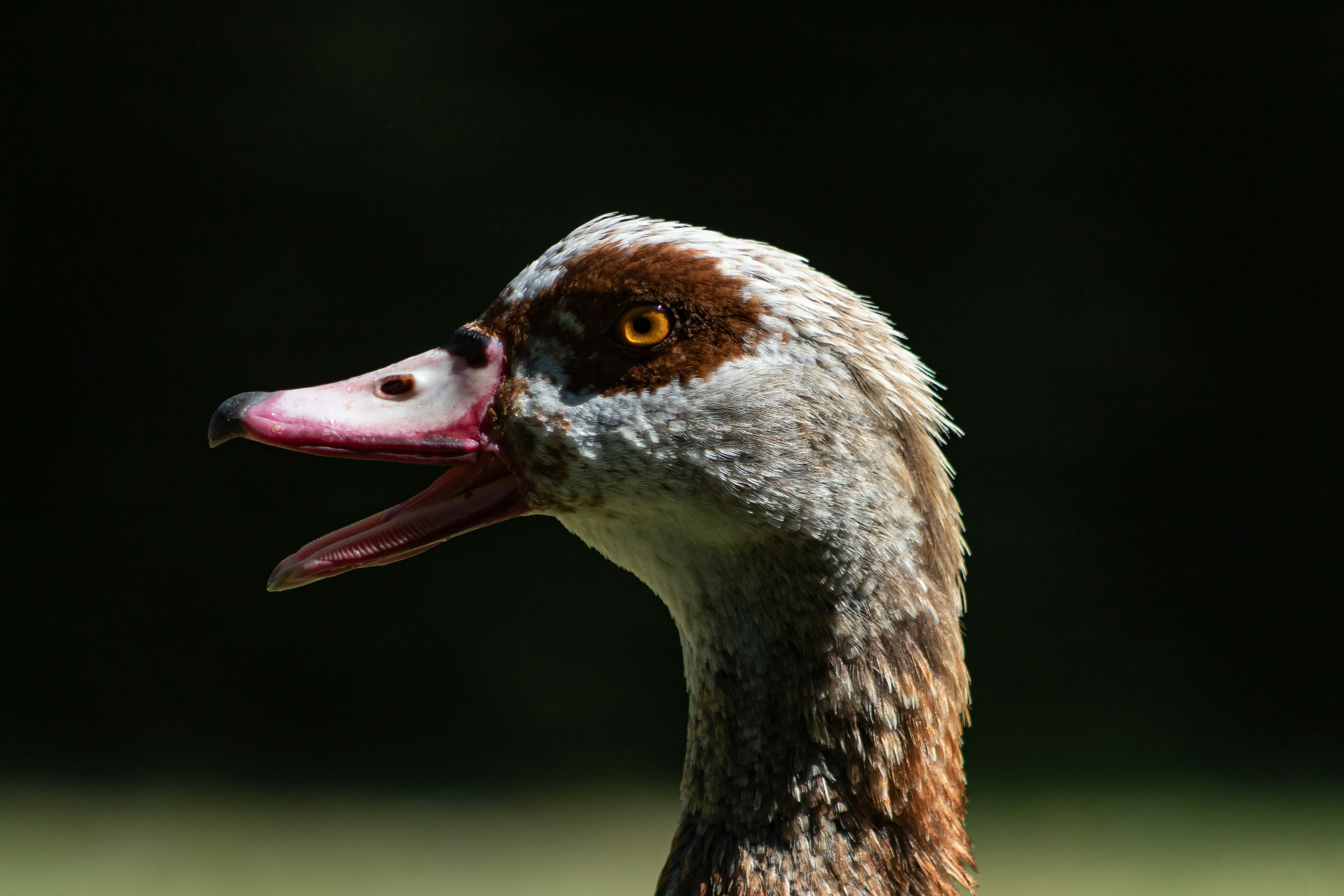 Eye in the Gloom: Close-Up Portrait of a Goose in Dappled Light