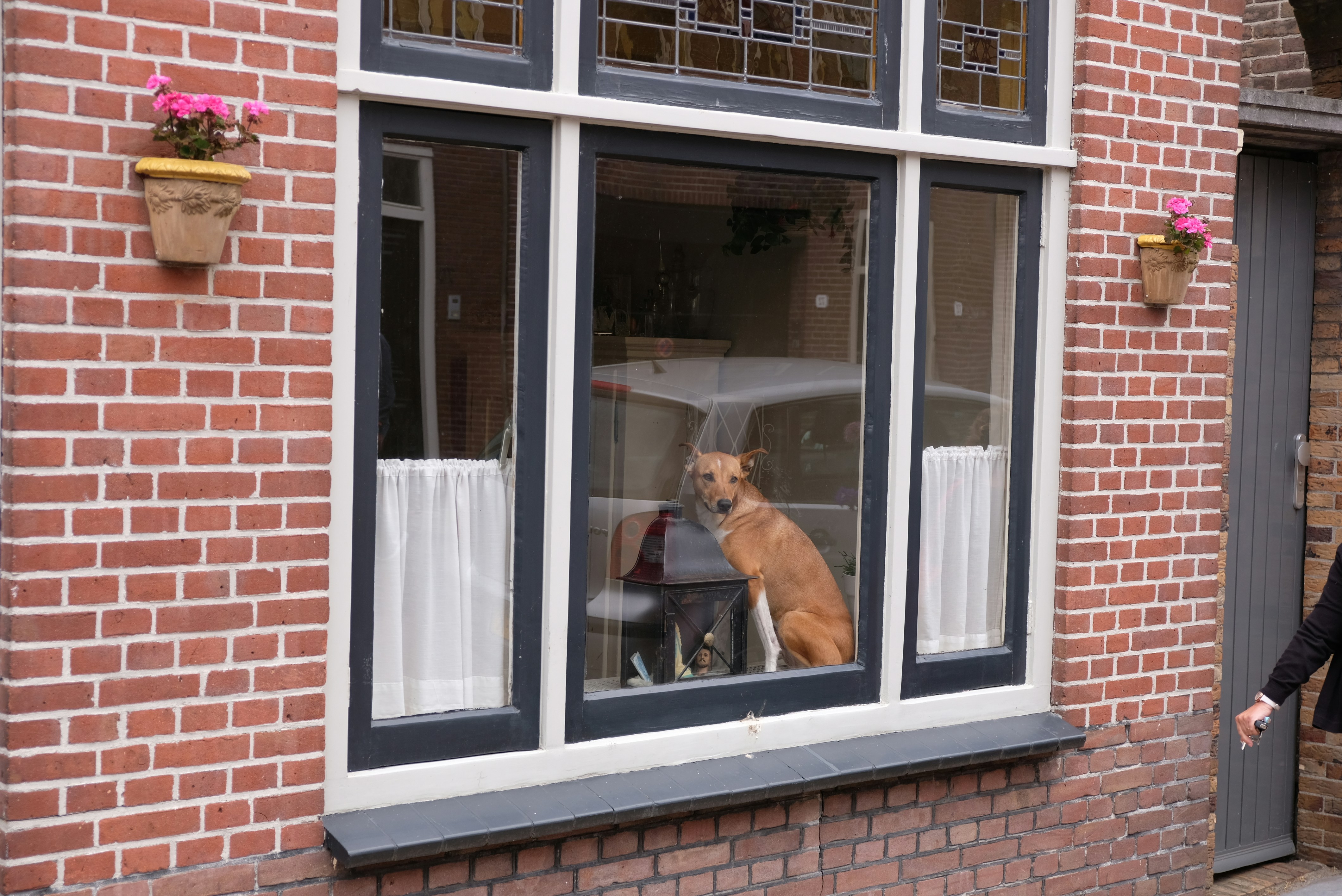 Dog sitting attentively in a window, watching the street outside, framed by brickwork and flower pots.