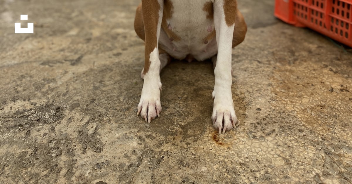 日中に茶色の砂の上に座っている茶色と白の短いコートの犬の写真 Unsplashのトールの無料画像