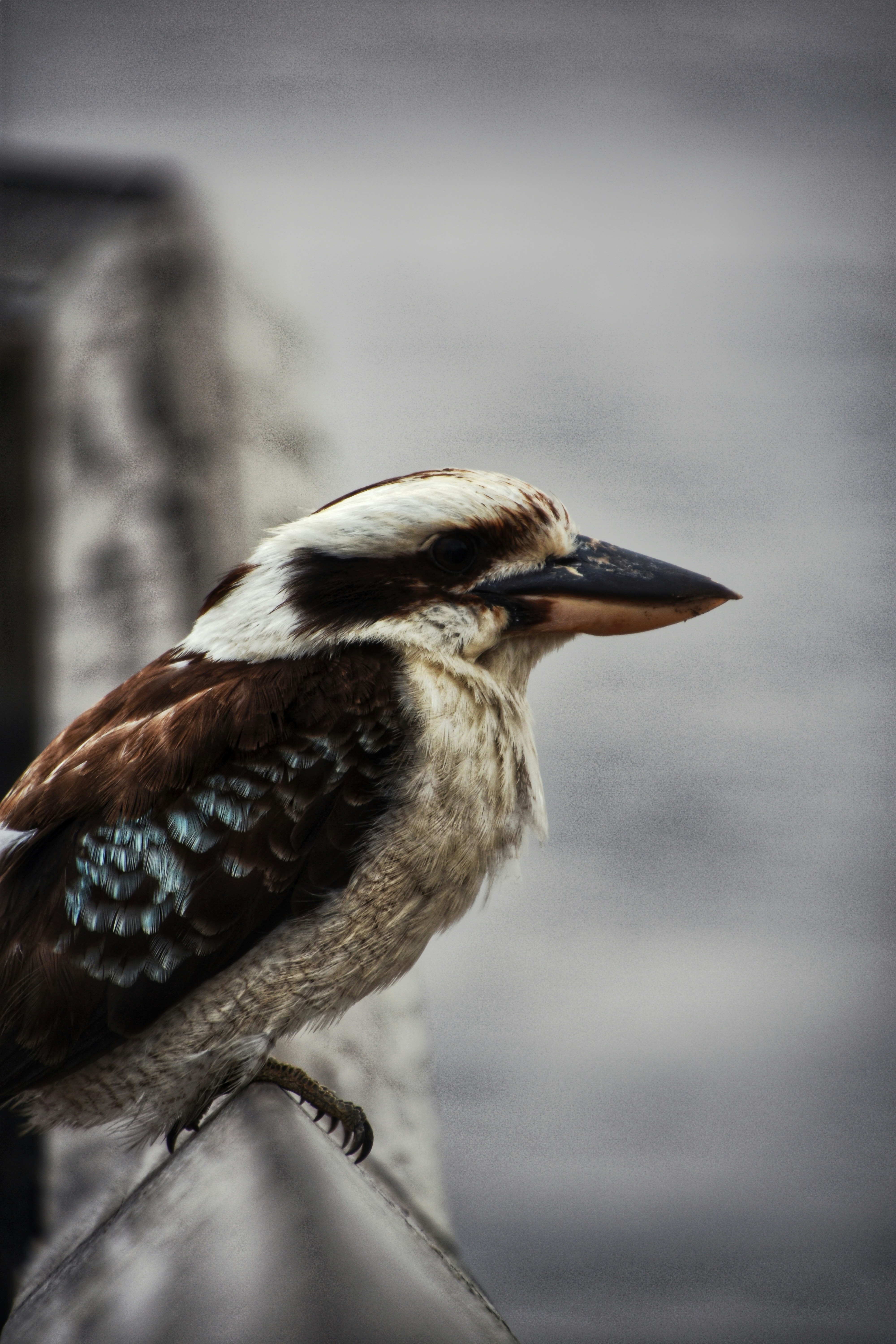 A kookaburra perched on a railing, showcasing its distinctive plumage against a softly blurred background. The bird's attentive gaze adds a sense of intrigue.