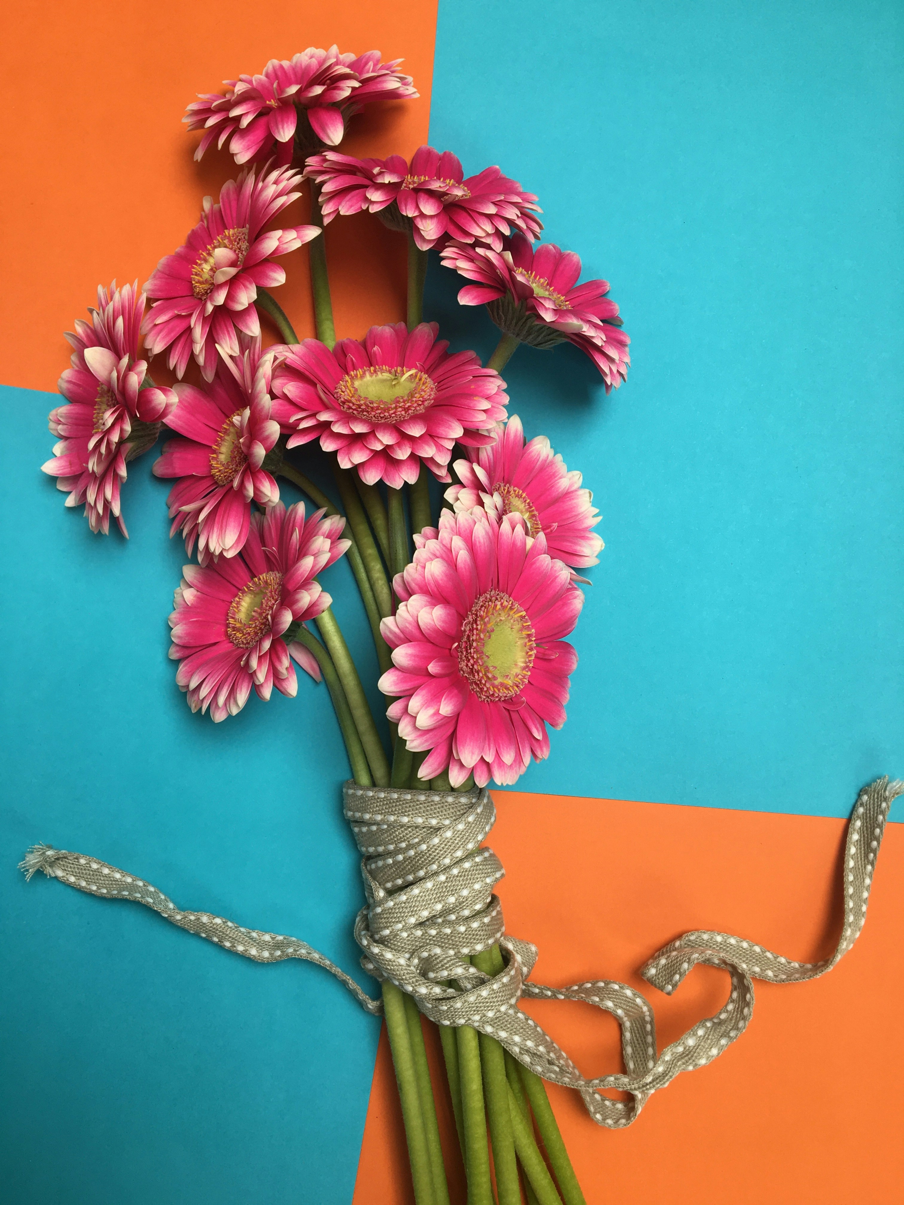 A bouquet of pink gerbera daisies elegantly tied with a polka-dotted ribbon against a colorful background of blue and orange.