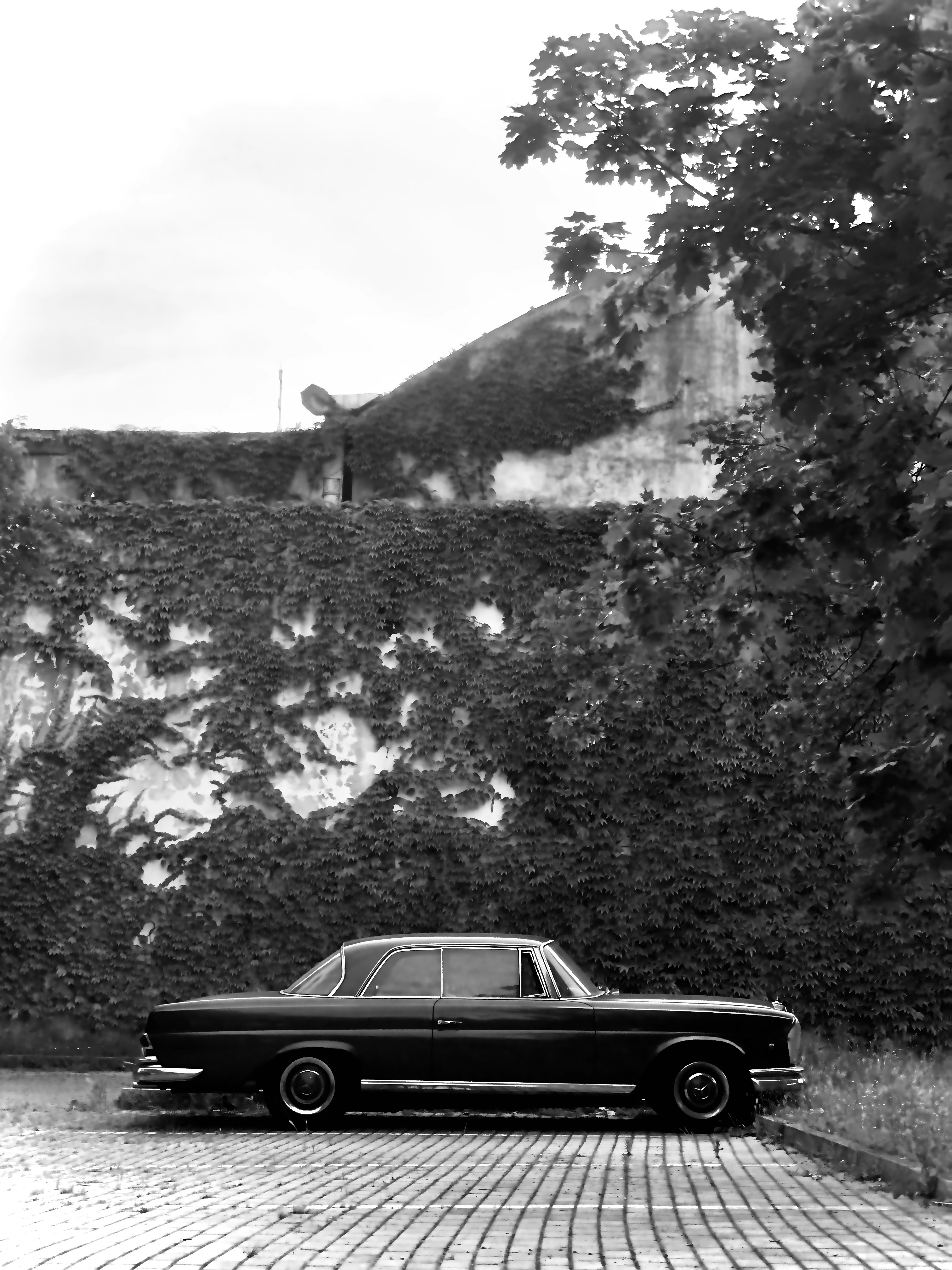 Classic car parked beside a wall covered in lush greenery, highlighting the contrast between vintage design and natural elements.