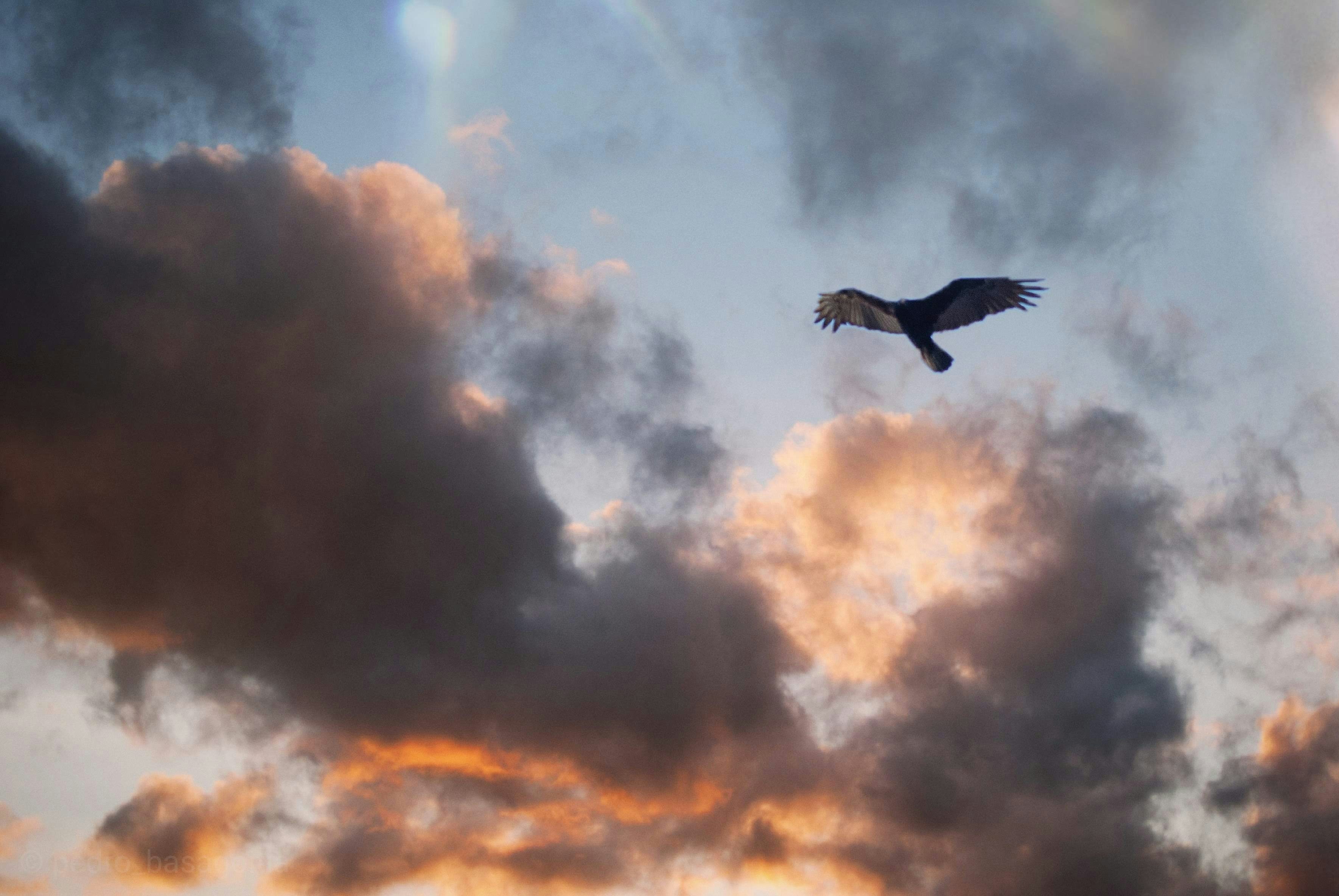 A solitary bird soars gracefully through a dramatic sky filled with vibrant hues and swirling clouds.