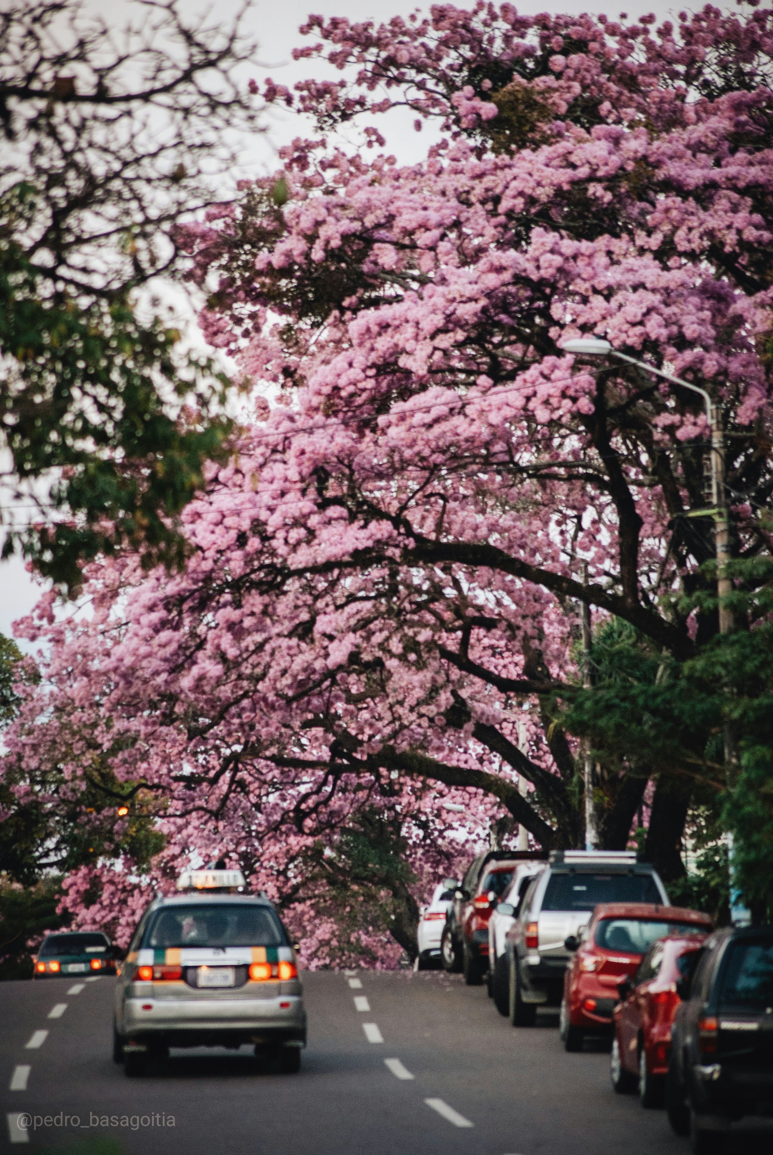 Vibrant pink blossoms create a stunning canopy over a bustling city street, with cars navigating beneath the floral display.
