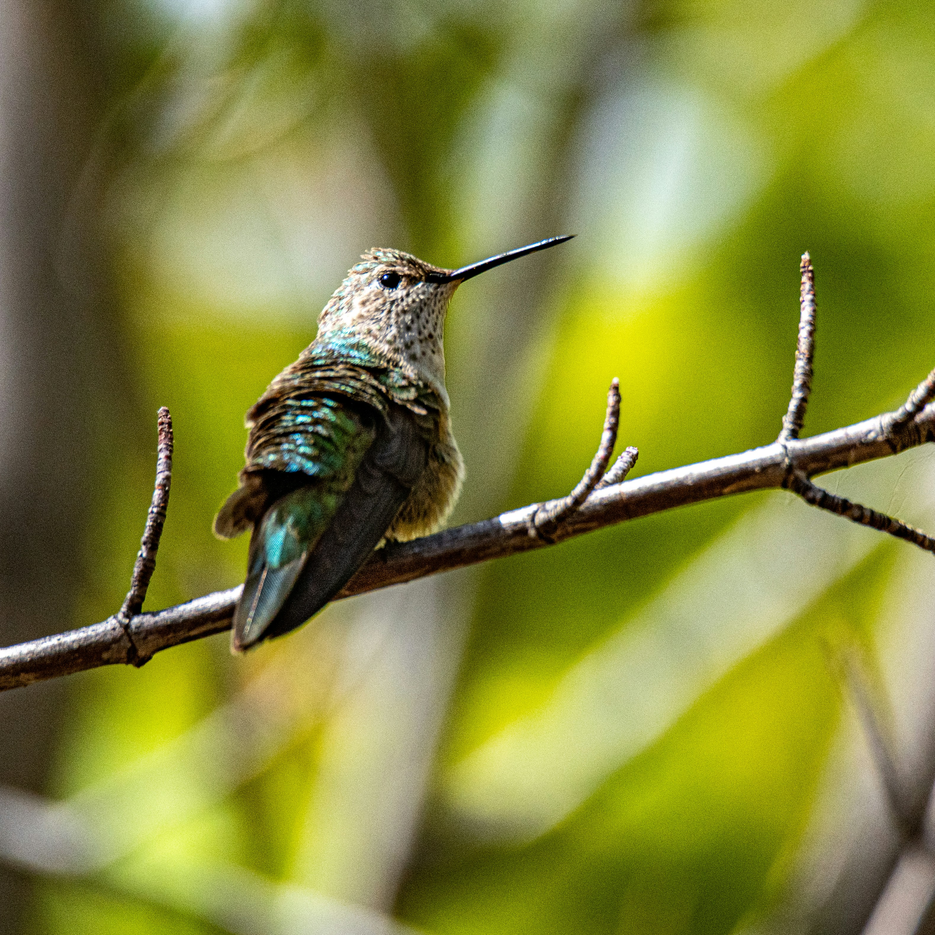 Foto Colibrí verde y azul en la rama de un árbol marrón – Imagen Pájaro ...