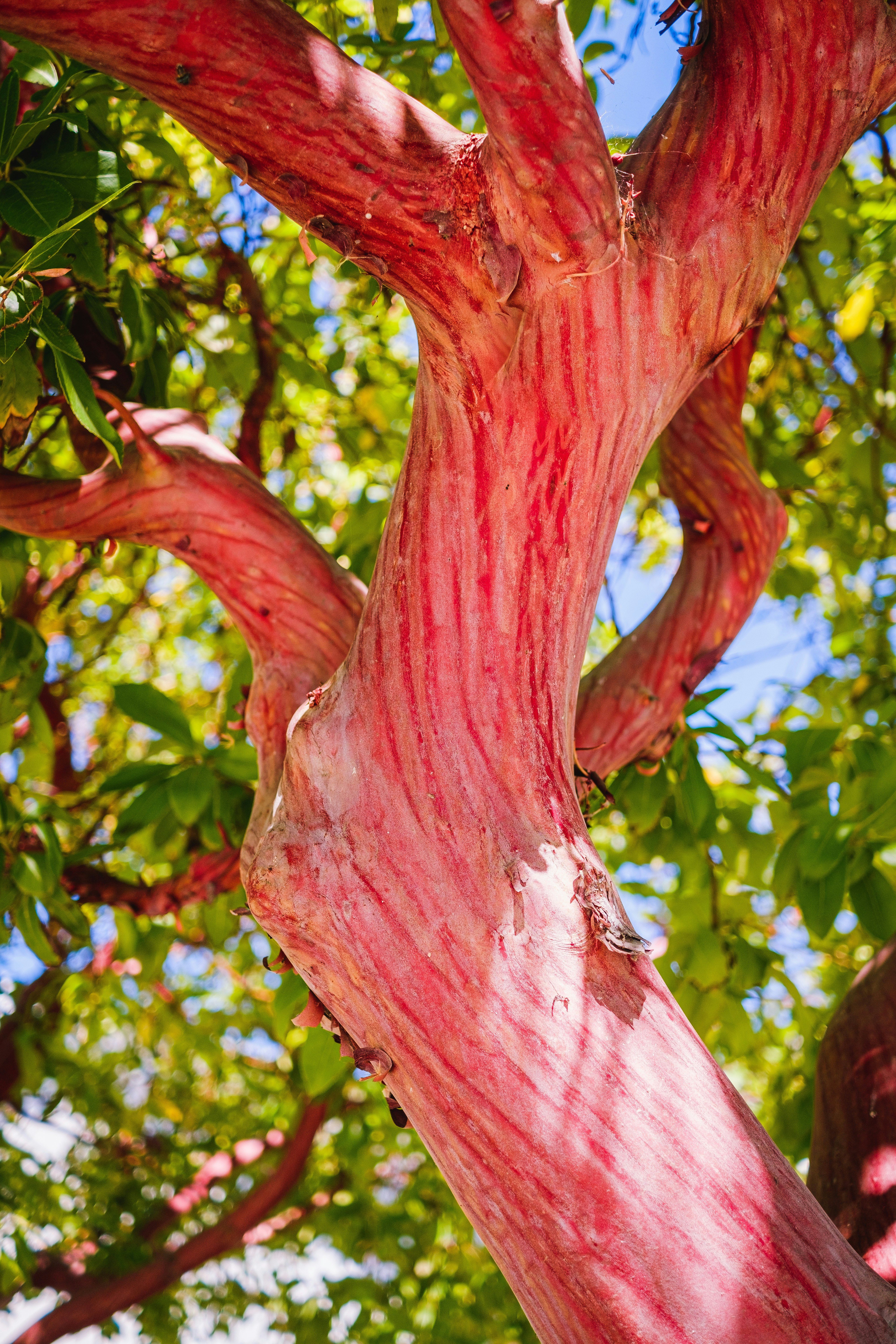 brown tree trunk with green leaves