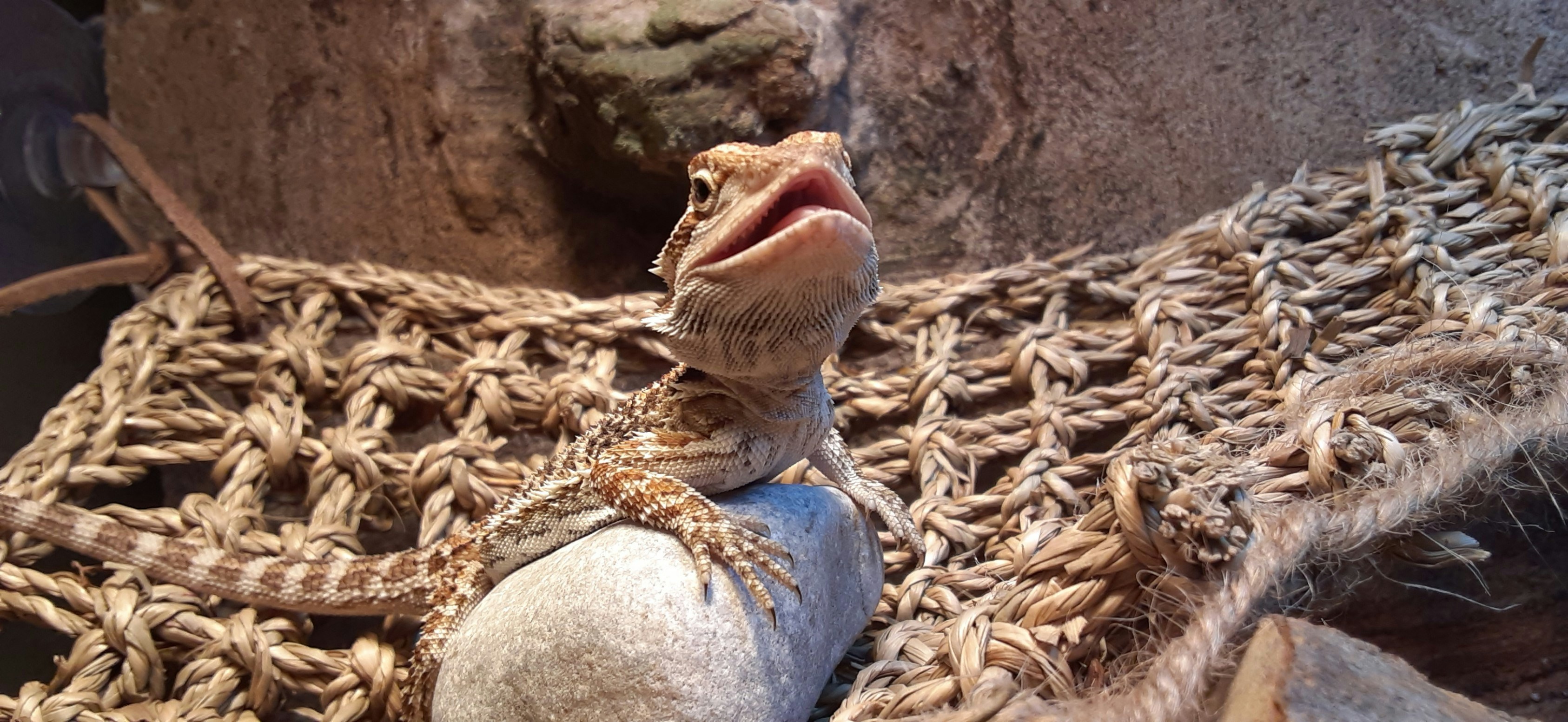 brown and white lizard on gray rock