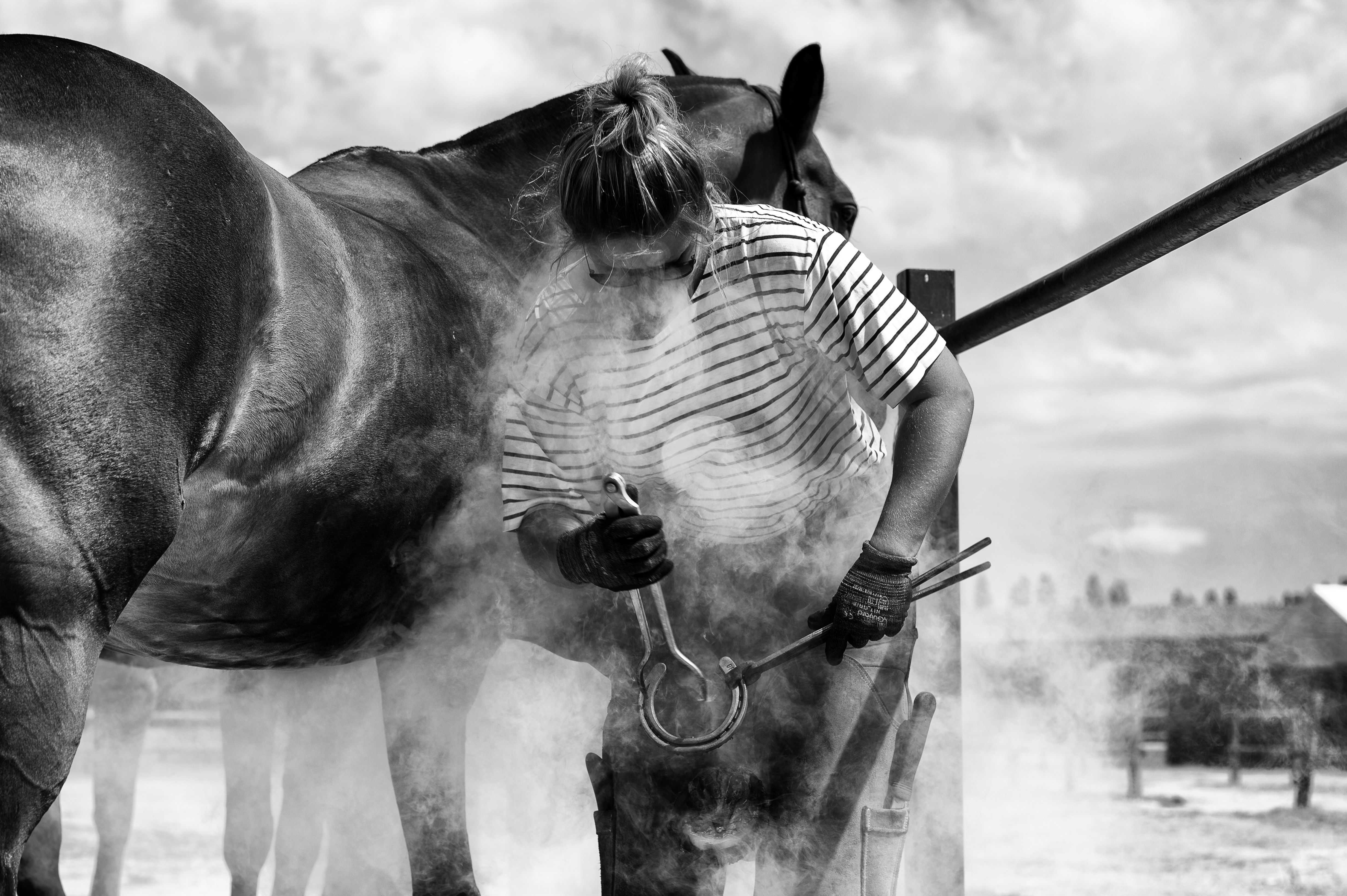 Horse Grooming in a Cloud of Dust