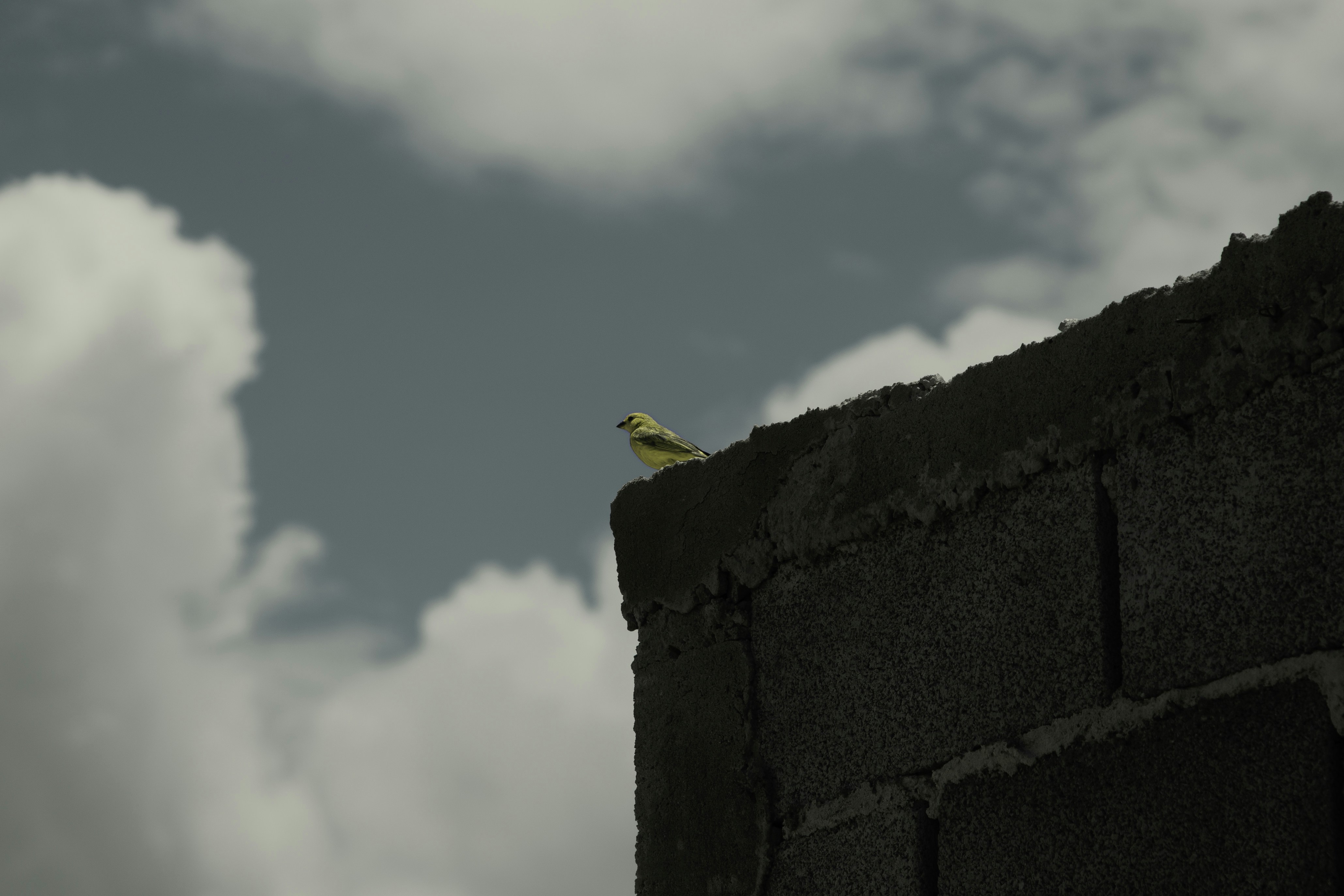 A Yellow-Green Sentinel on a Weathered Brick Parapet