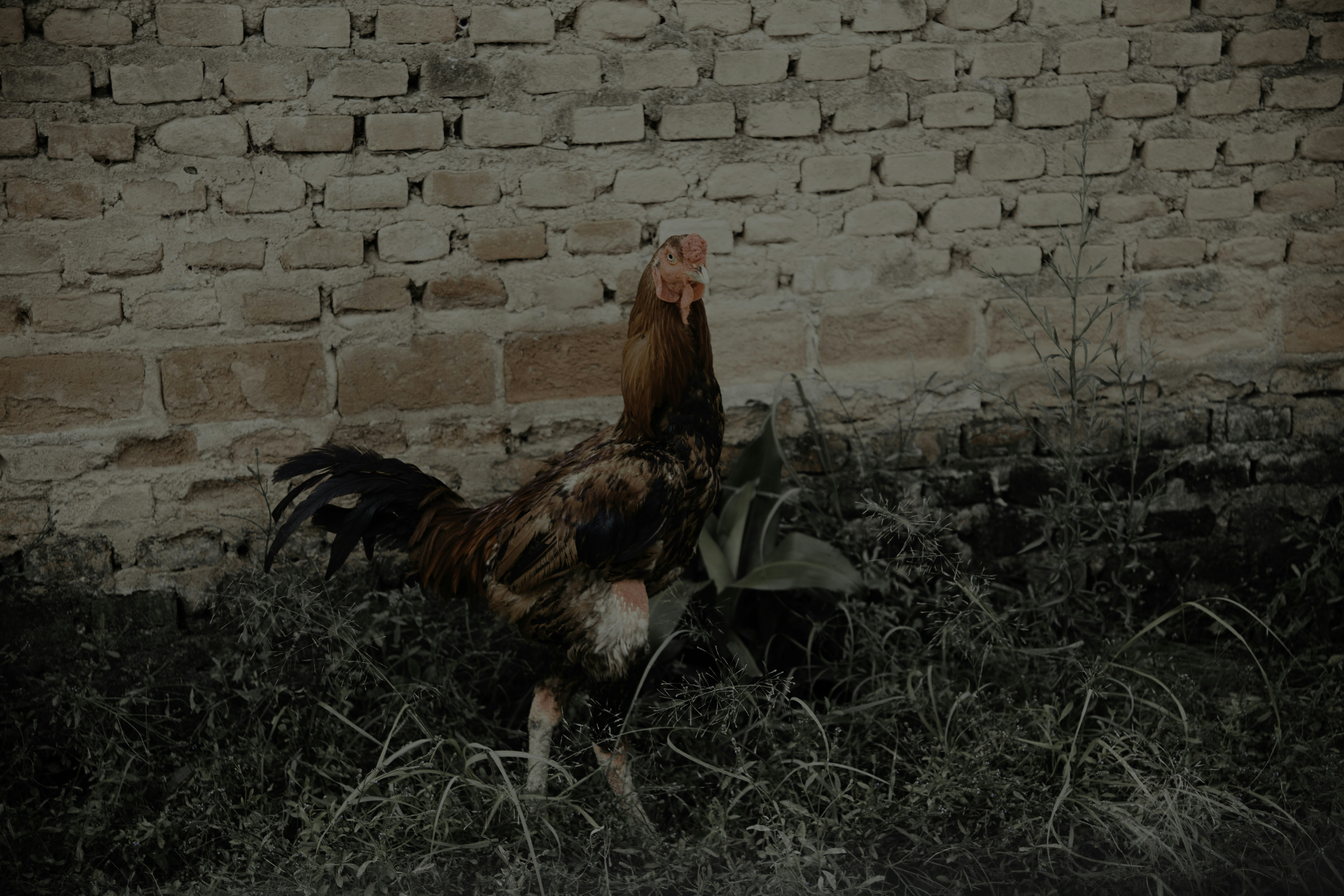 A proud rooster struts through tall grass against a rustic brick wall, embodying the spirit of rural living.
