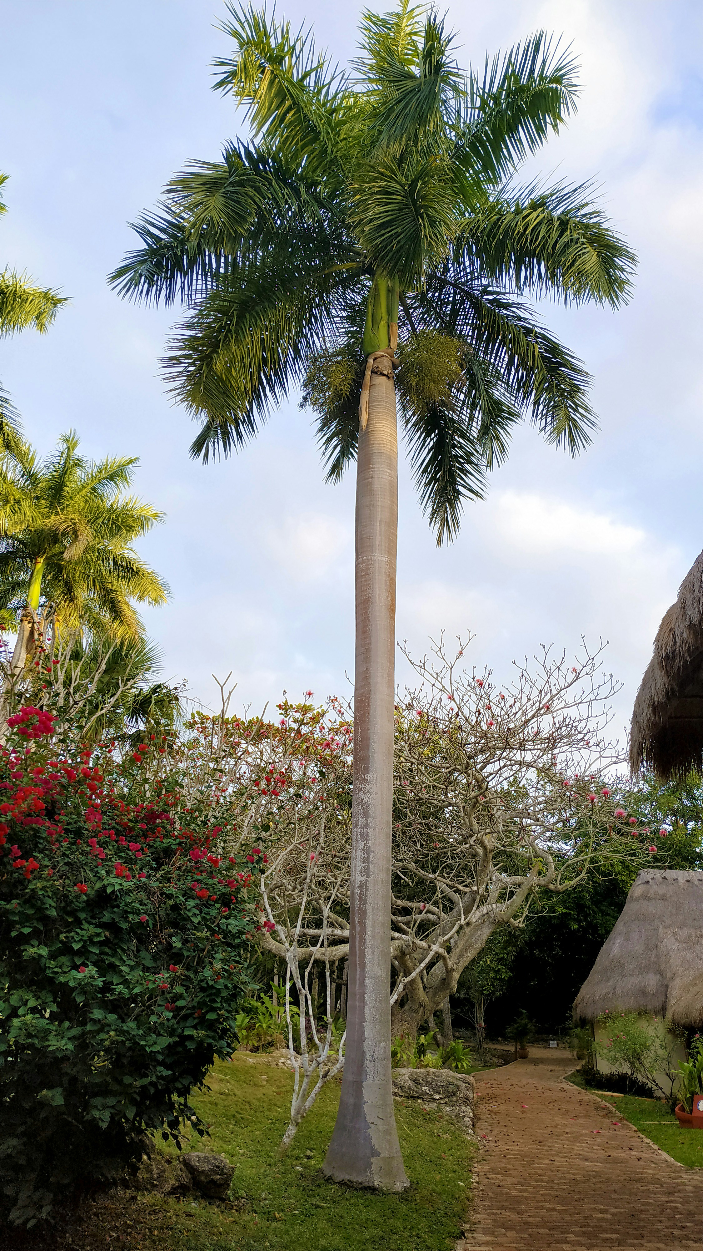 Majestic Palm Towering Over a Tropical PathwayNeven Myst