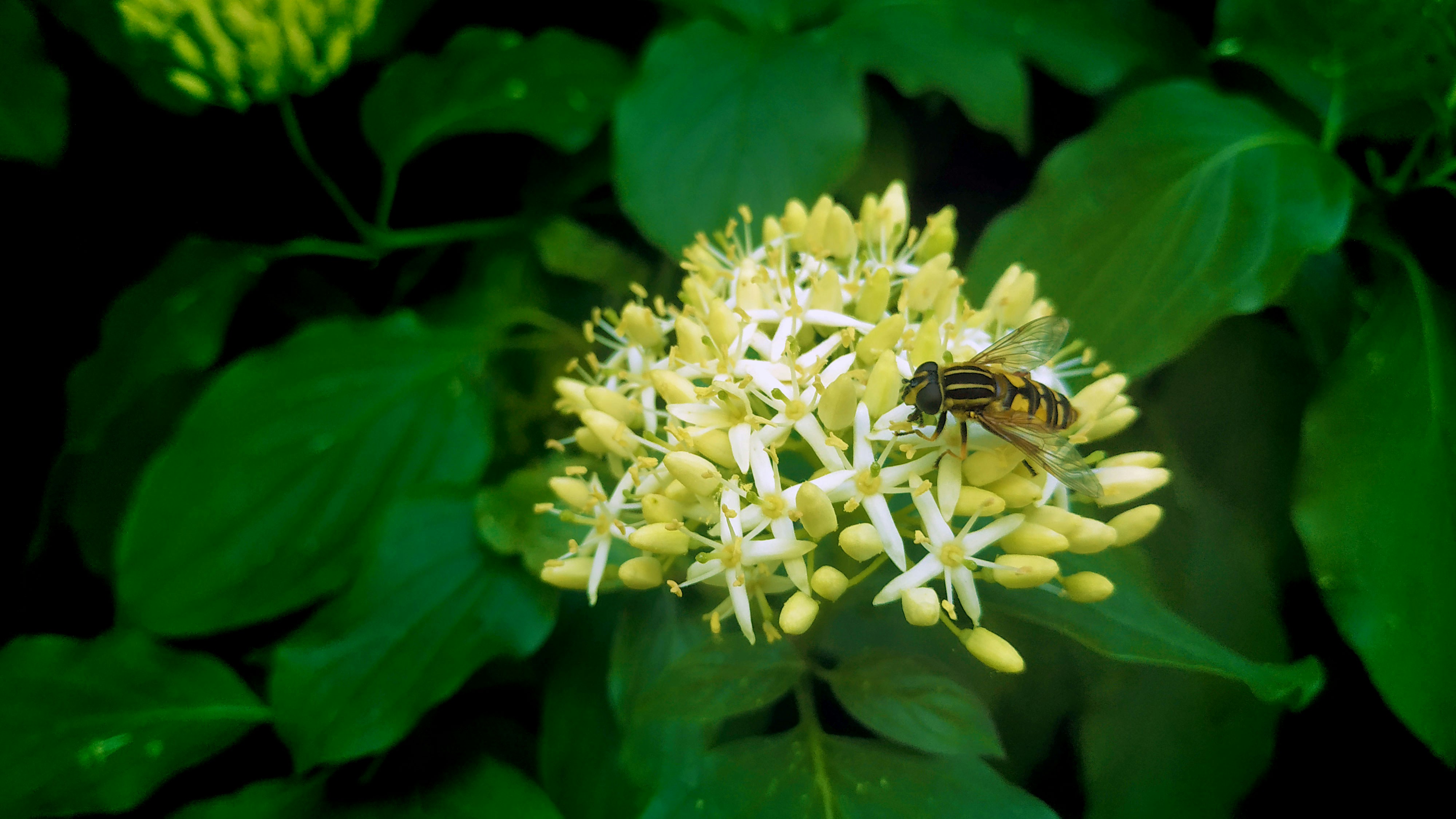 Nature's Microcosm: Insect on Blossoming BudNeven Myst