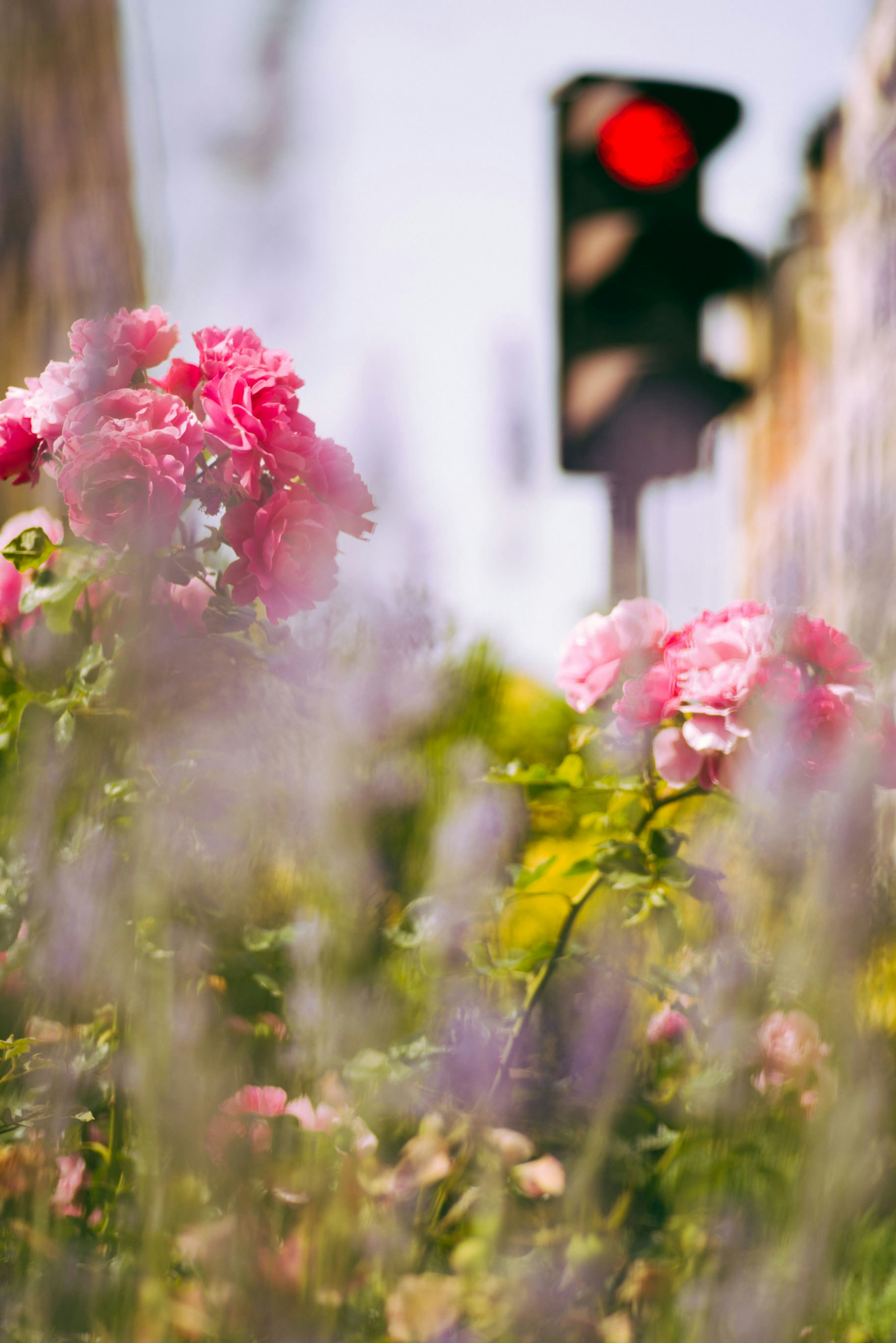 pink and yellow flowers in tilt shift lens