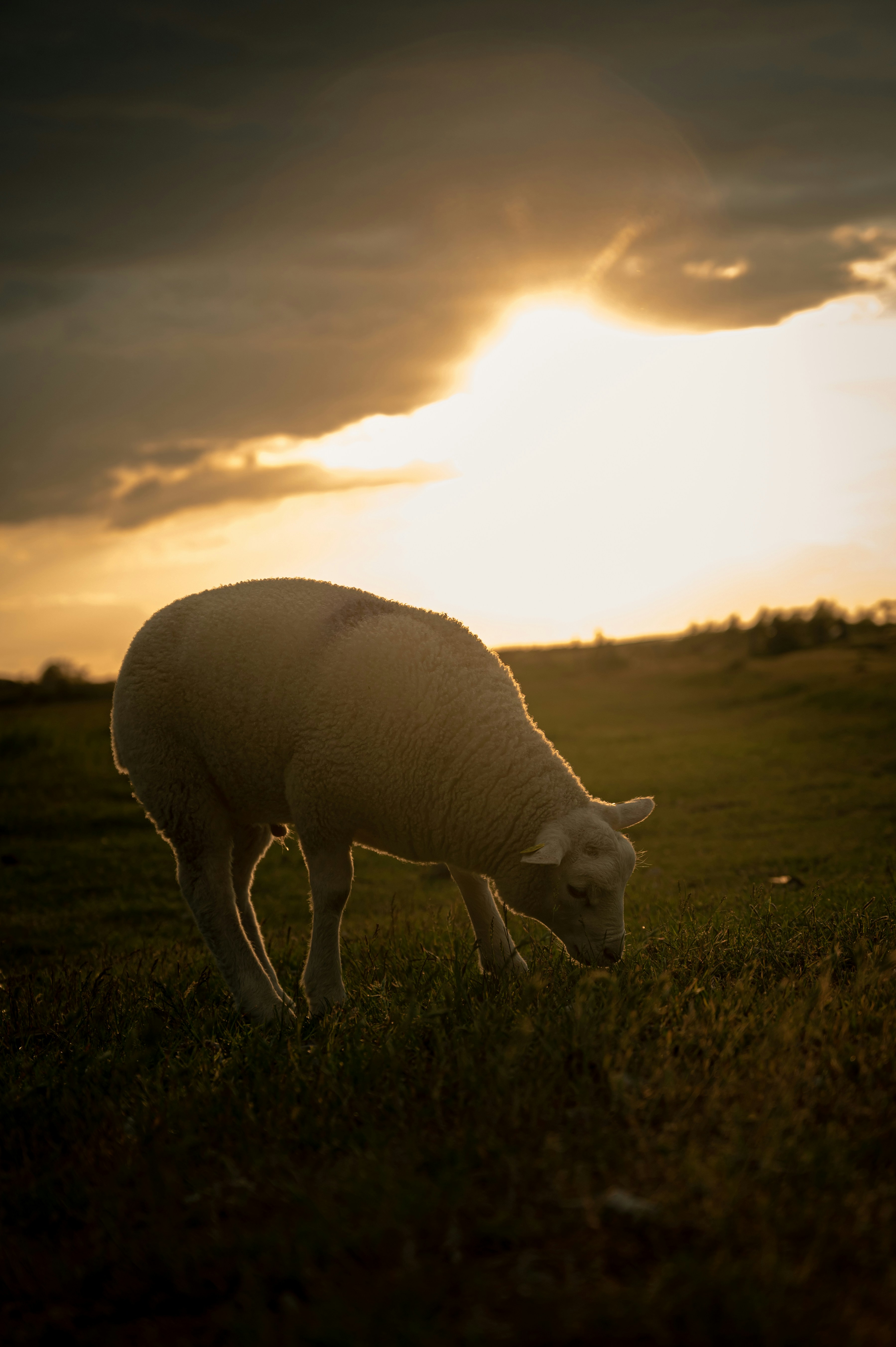 Golden Hour Grazing: A Woolly Silhouette in Backlit Light