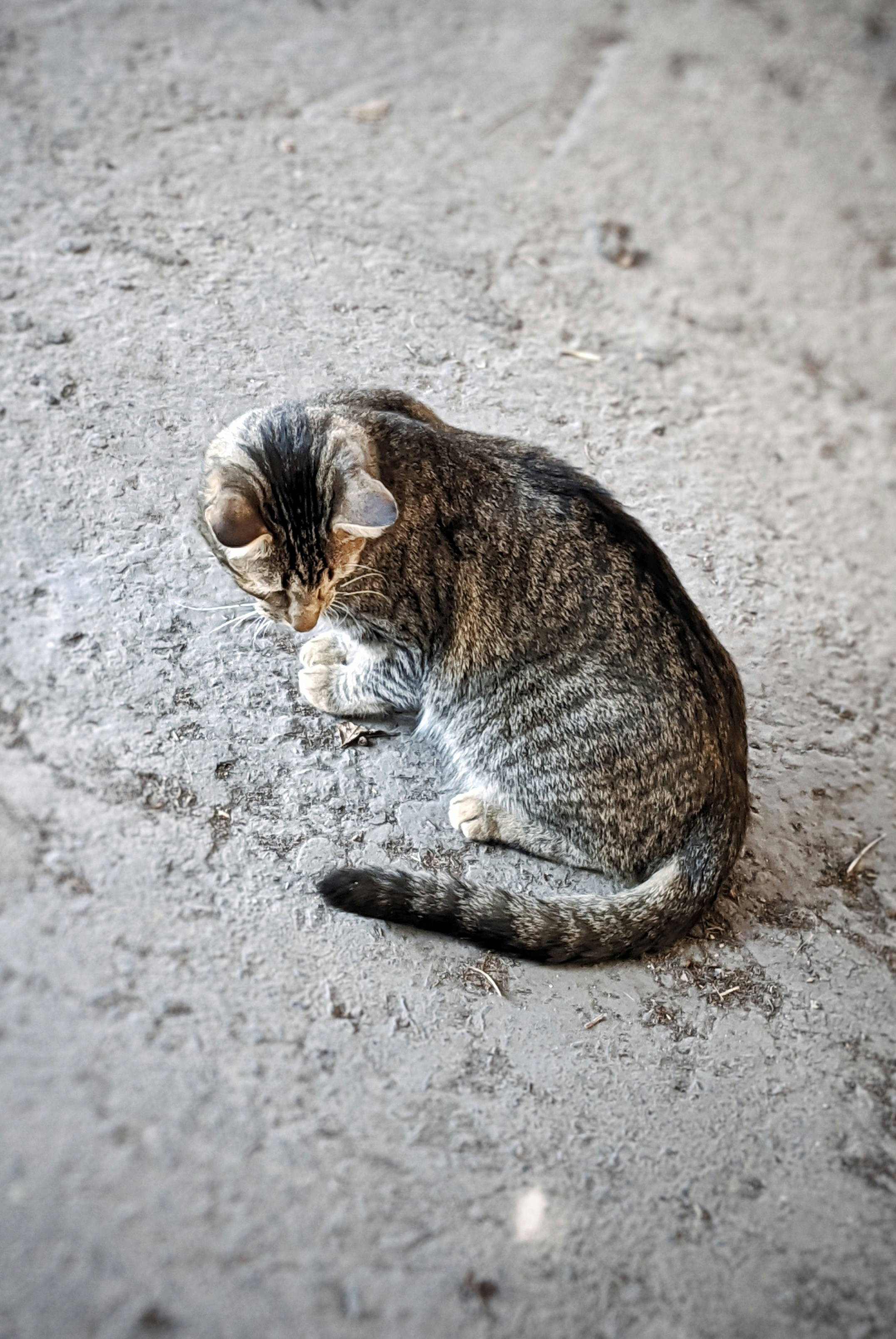 A gray tabby cat sits quietly on a textured surface, lost in thought. The soft lighting accentuates its serene demeanor.