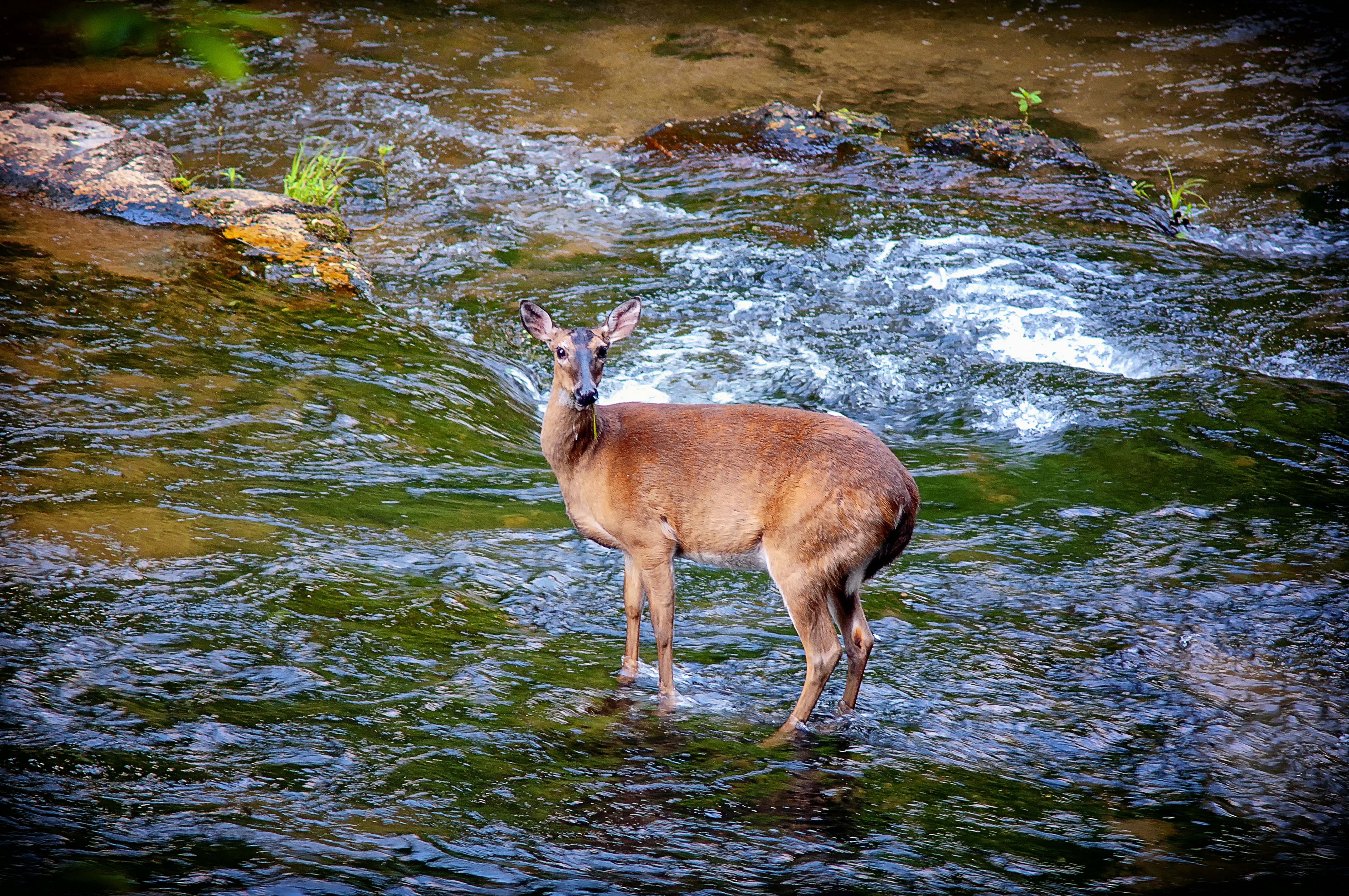 A deer stands gracefully in a flowing river, surrounded by natural beauty and gentle ripples. The tranquil scene captures the essence of wildlife in harmony with nature.